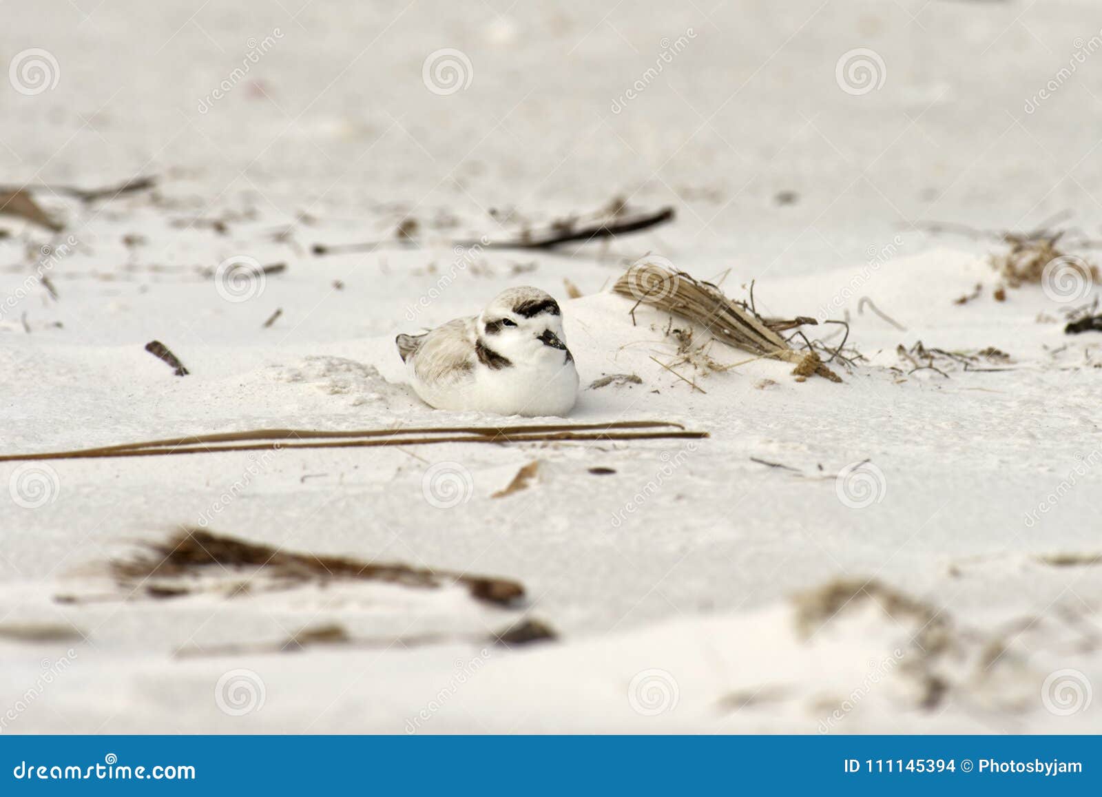 Snowy Plover on Beach stock photo. Image of birdwatching - 111145394