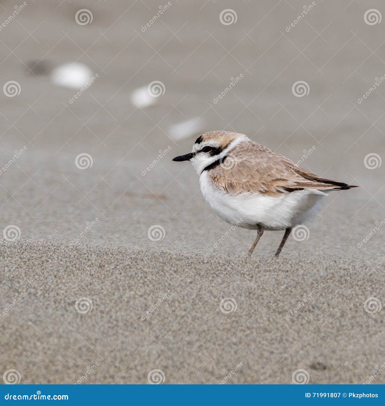Snowy Plover stock image. Image of washington, states - 71991807