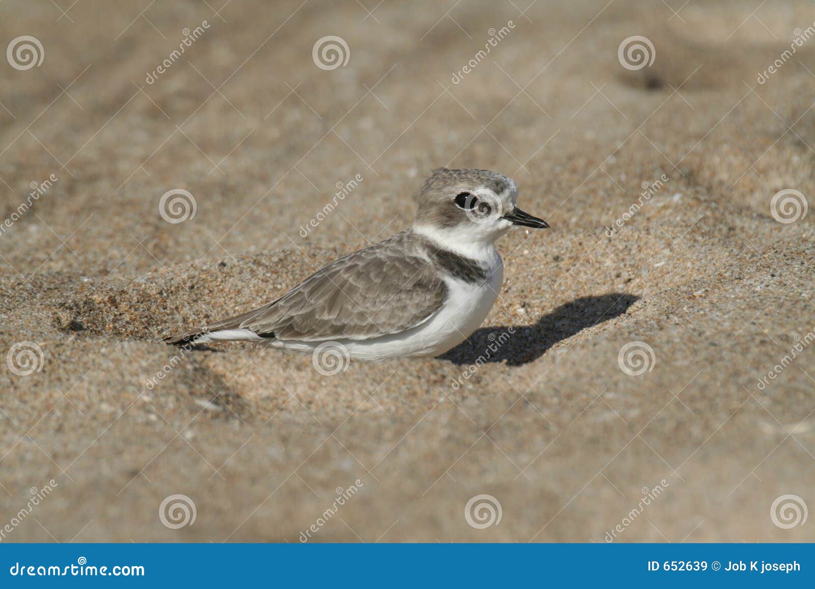 Collared Plover Stock Photos - Free & Royalty-Free Stock Photos from ...