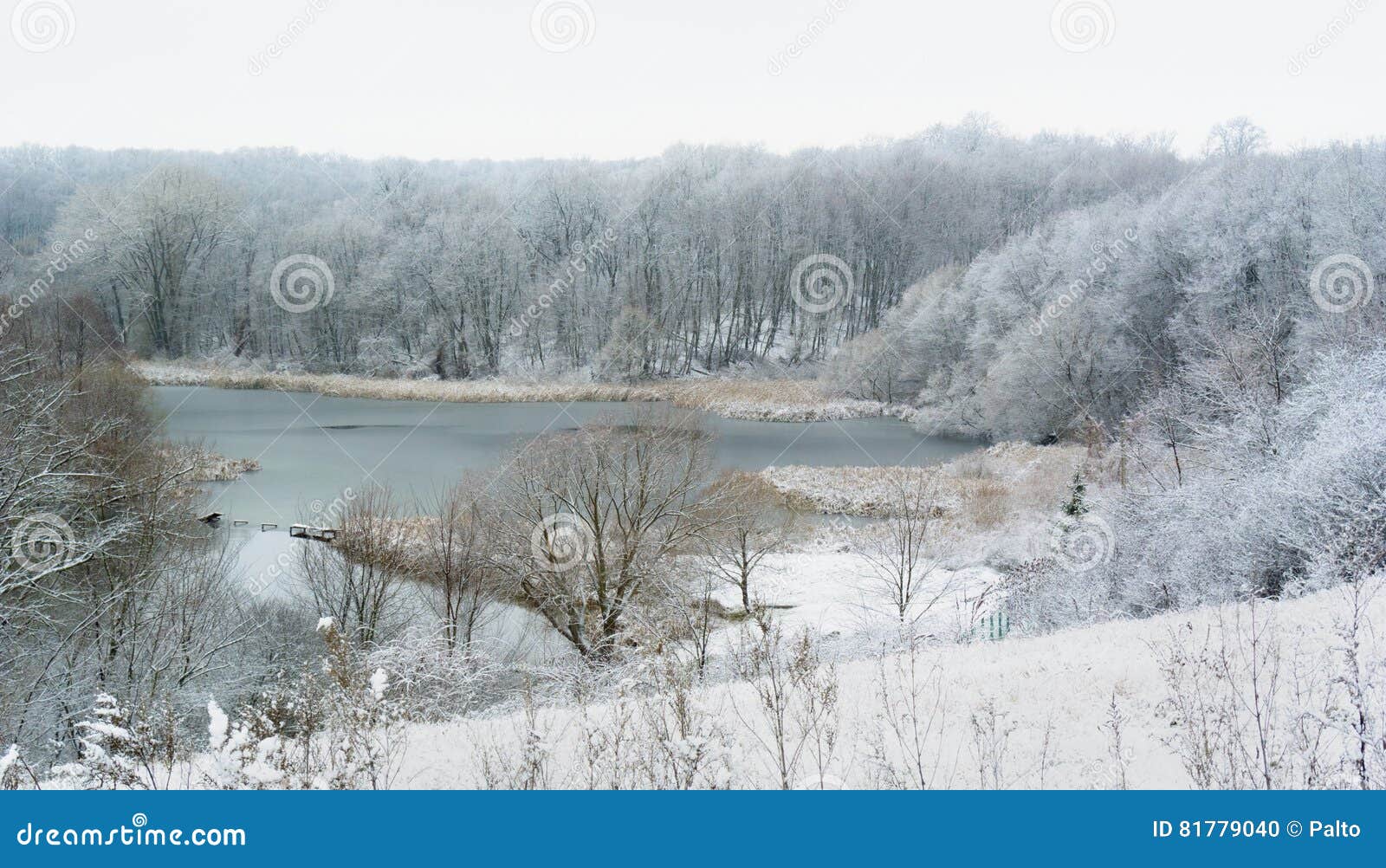 Snowy pond with Trees stock photo. Image of pond, forest - 81779040