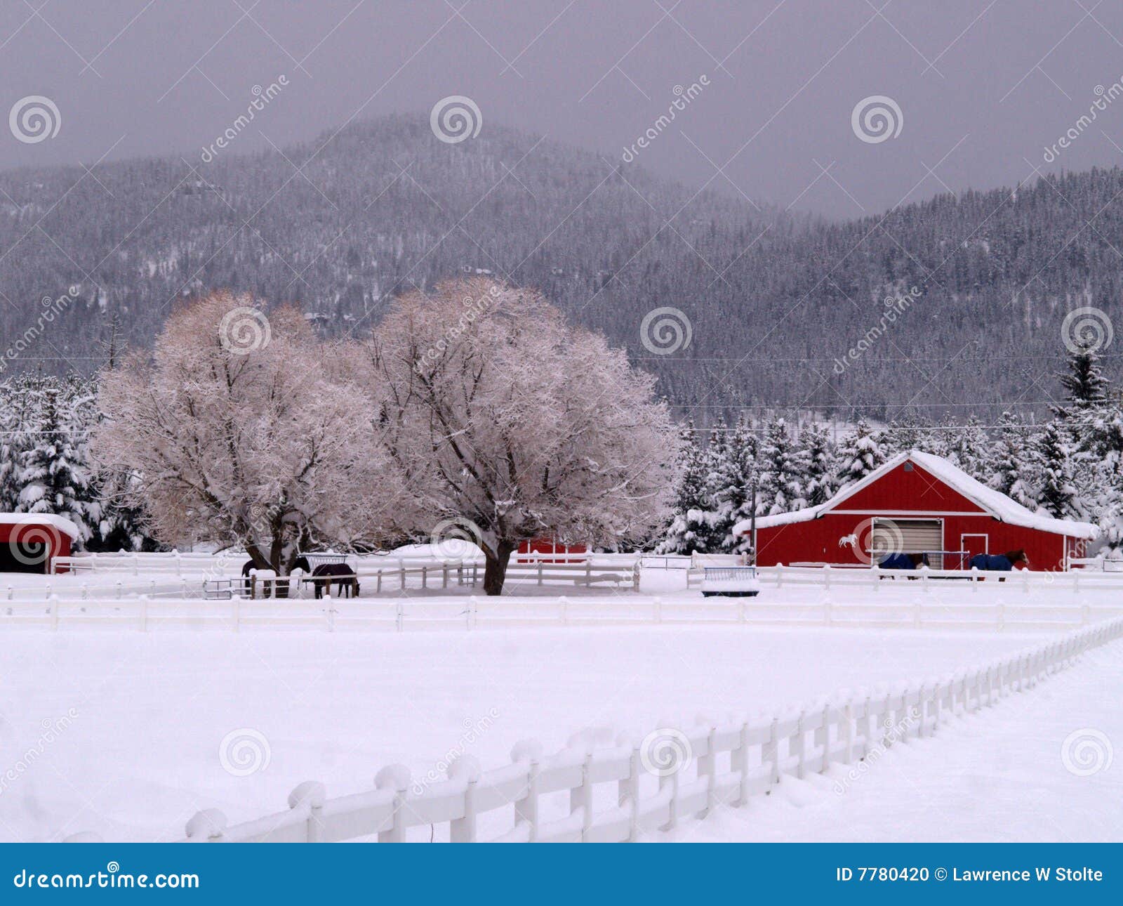 Snowy Ranch and Horses stock photo. Image of snowing, winter - 7780420