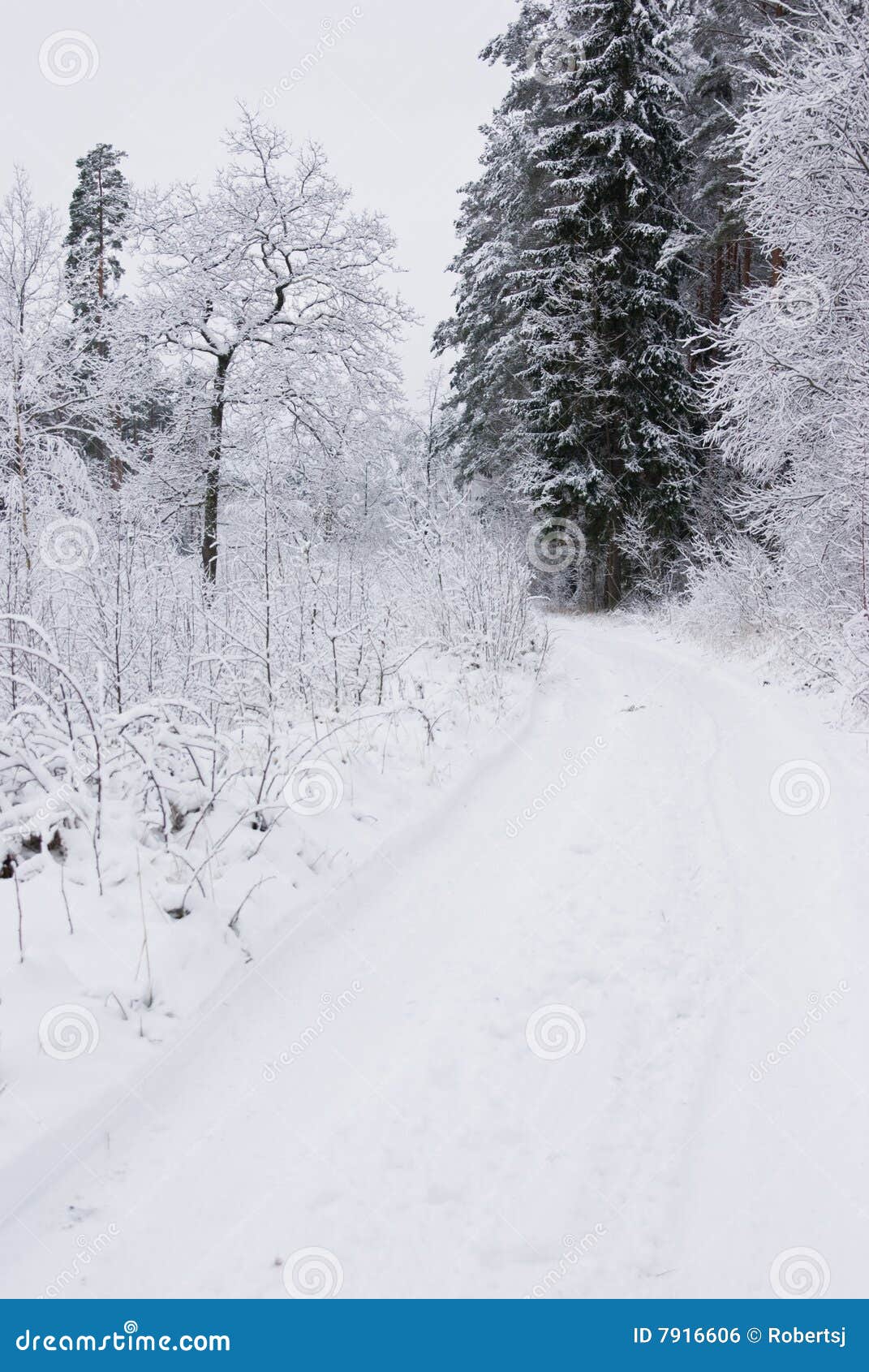 Snowy road in forest stock photo. Image of lane, frozen - 7916606