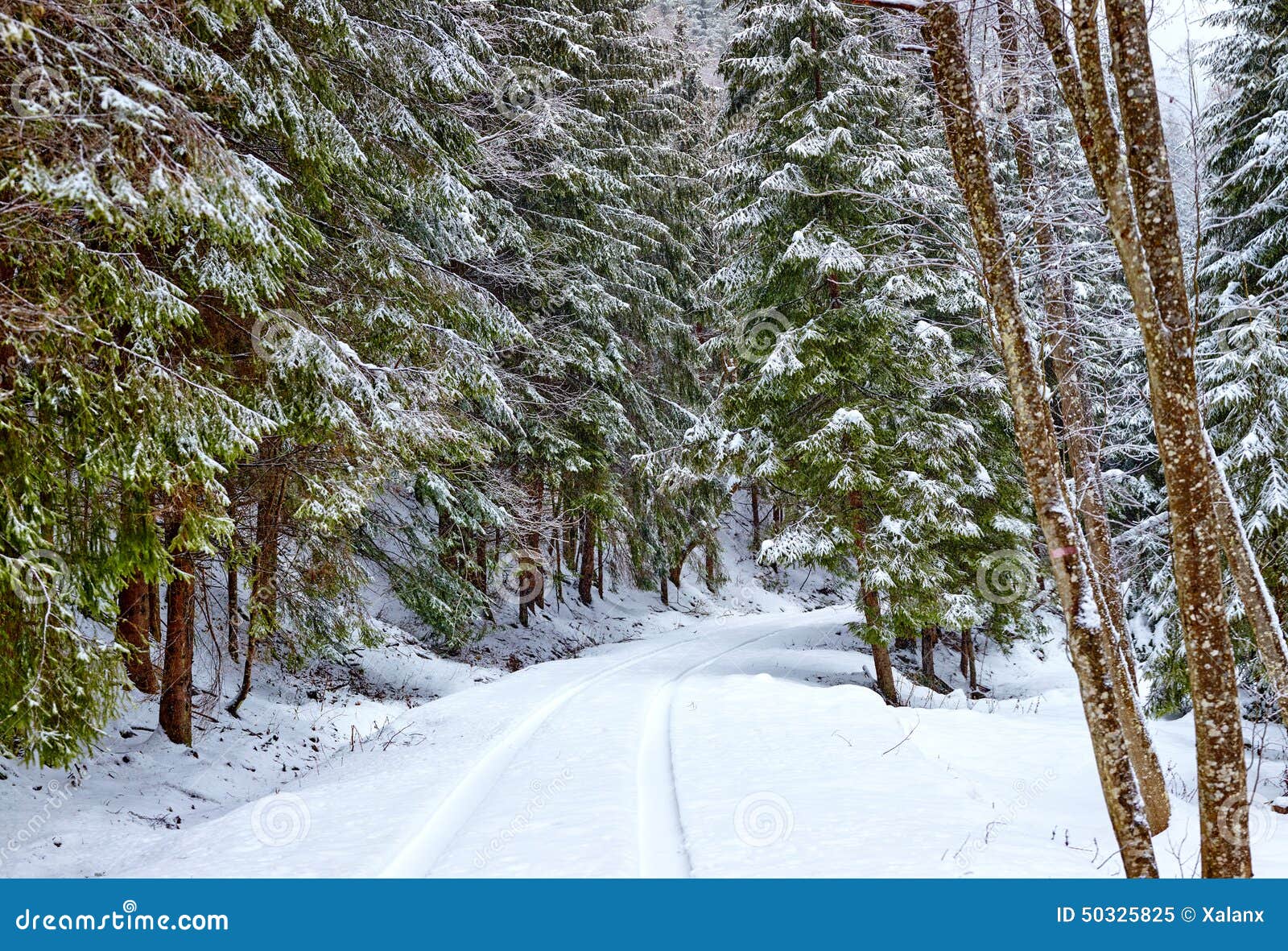 Snowy road in the forest stock image. Image of frost - 50325825