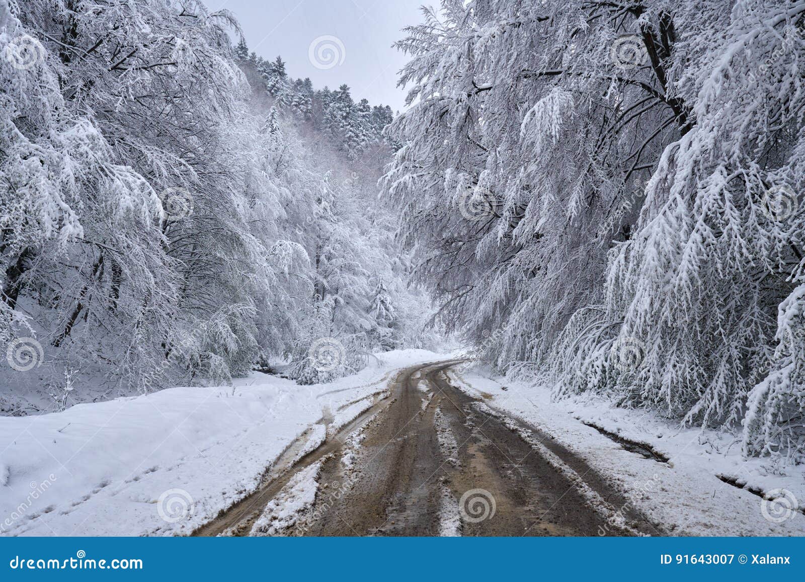 Snowy road in the forest stock image. Image of beautiful - 91643007