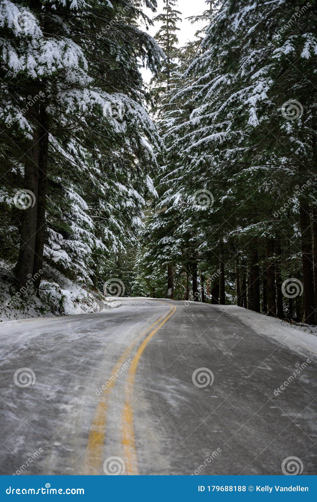 Snowy Road on Pine Trees stock photo. Image of redwood - 179688188
