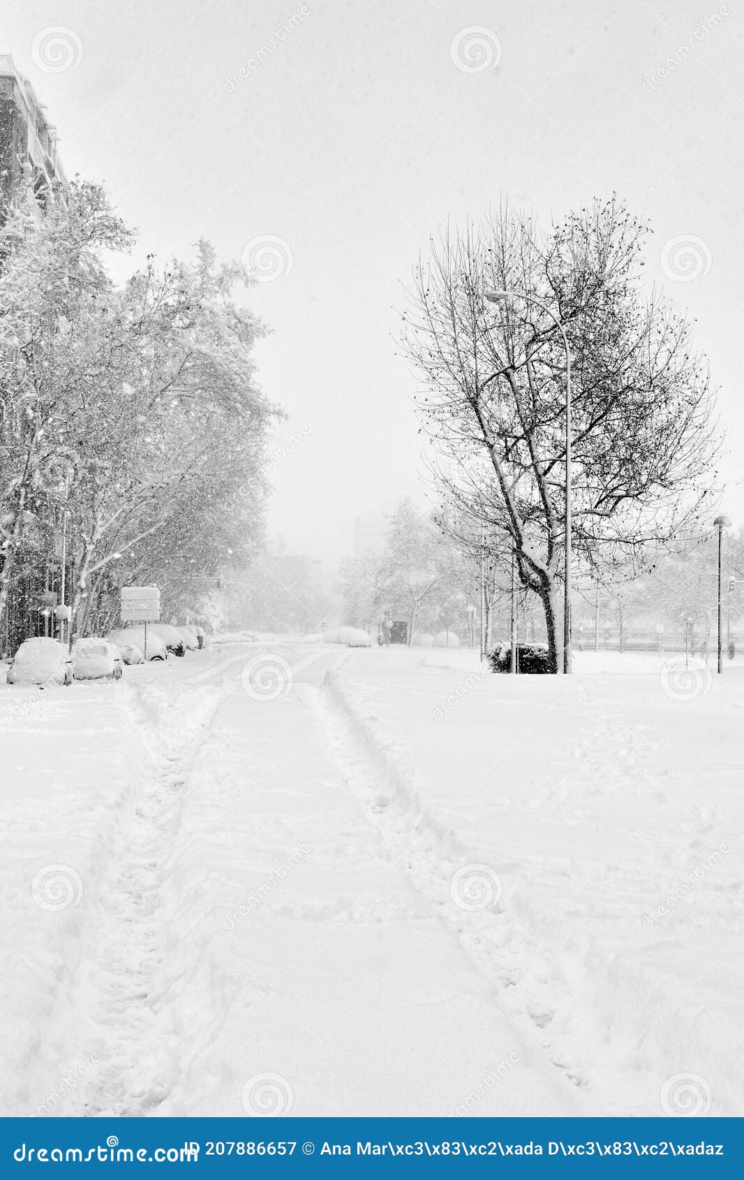 Snowy Road with Snowy Trees Stock Image - Image of straight, rest ...