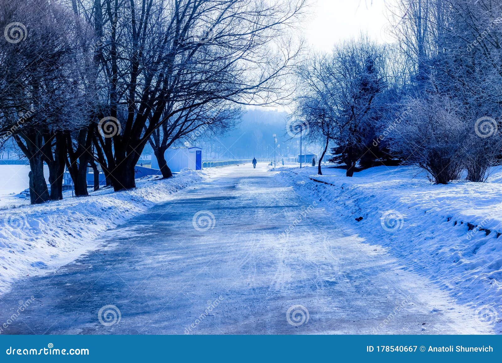 Snowy Road among Trees in Winter Blue Color Stock Image - Image of ...