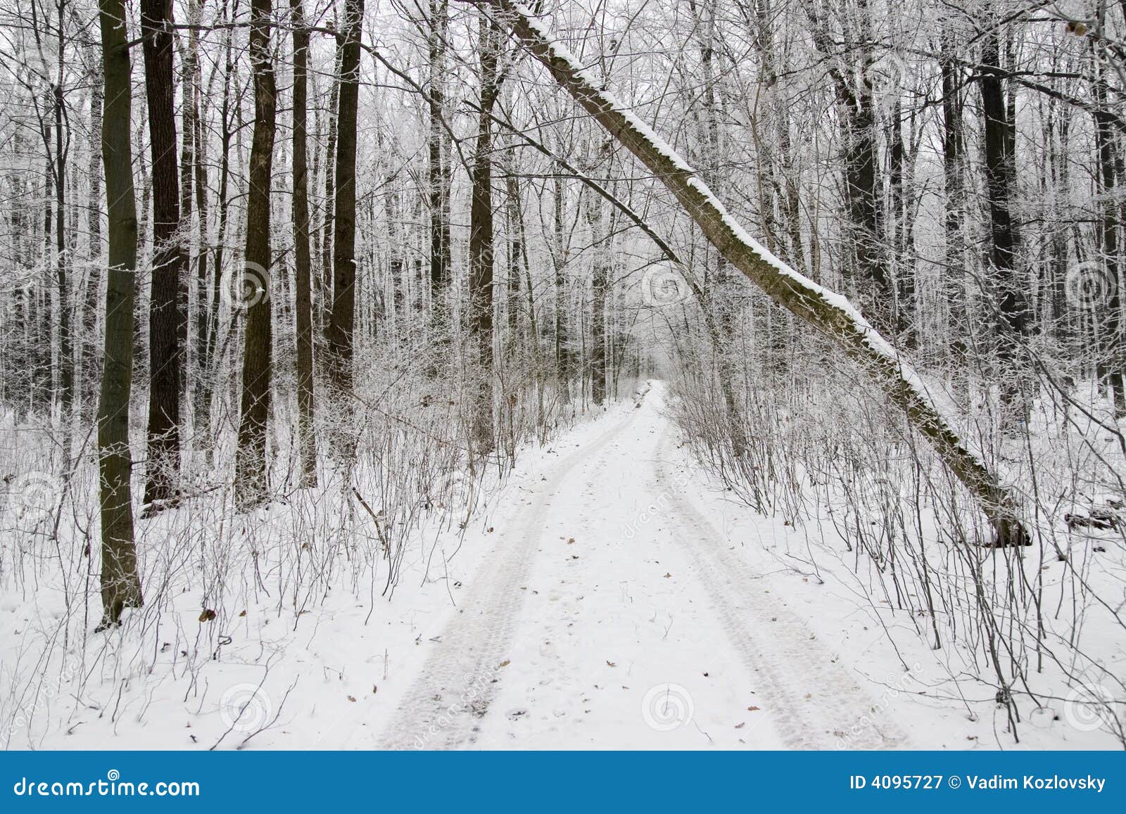 Snowy Road in Wintry Forest Stock Image - Image of wooded, wintry: 4095727