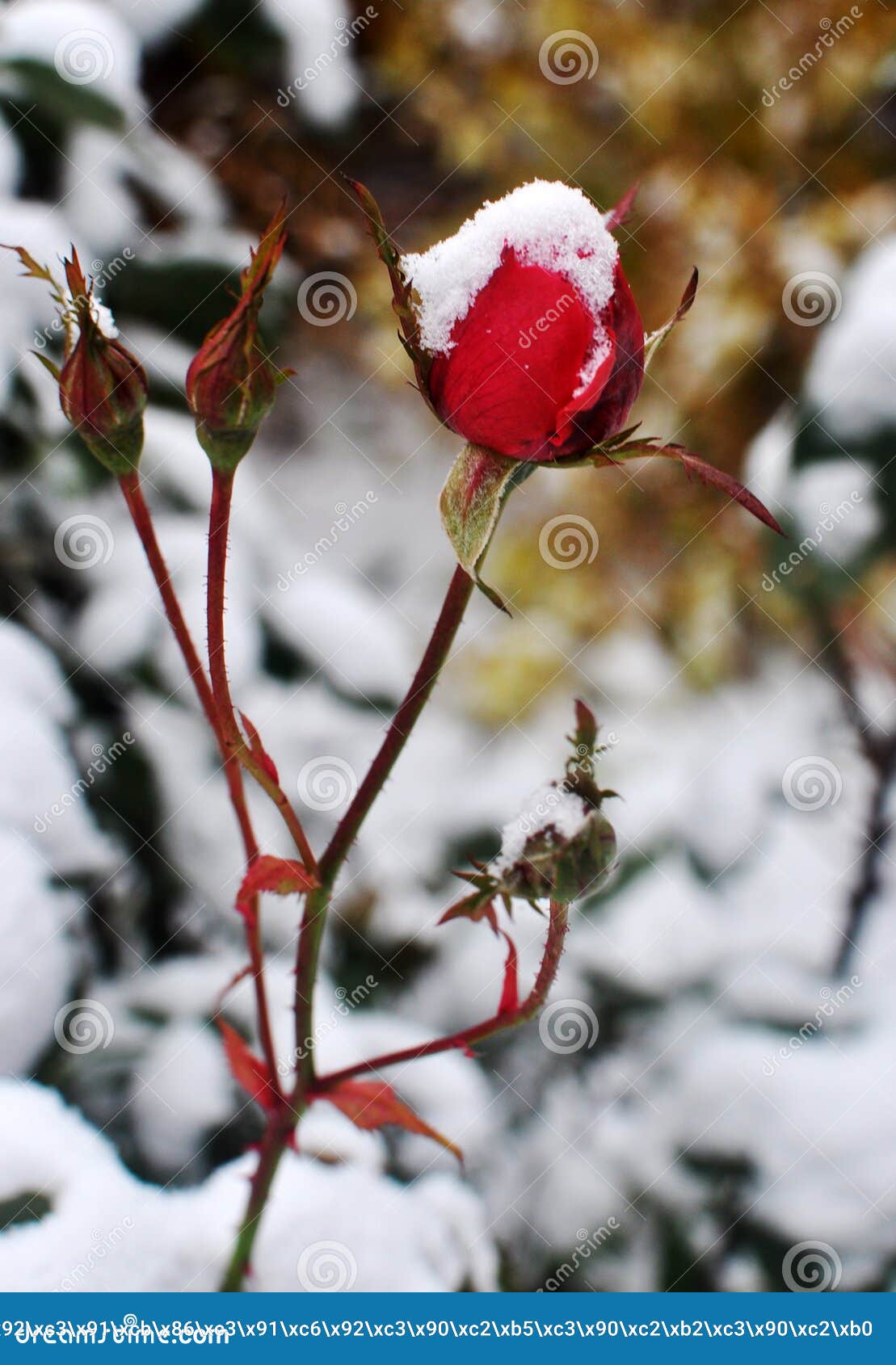 Snowy rose stock photo. Image of rose, plant, snowy, flower - 79946472