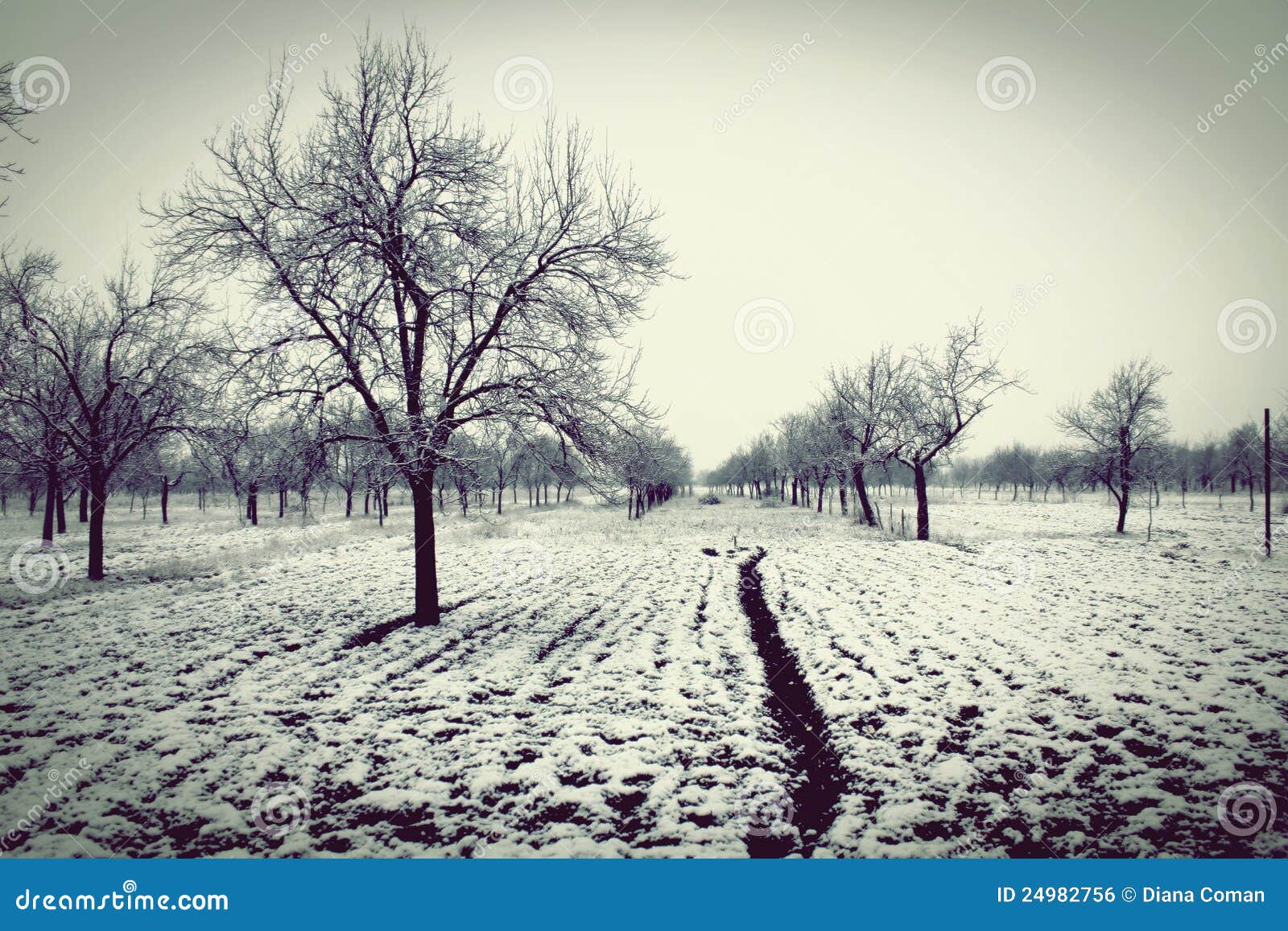 Snowy sad orchard stock photo. Image of snowy, rural - 24982756