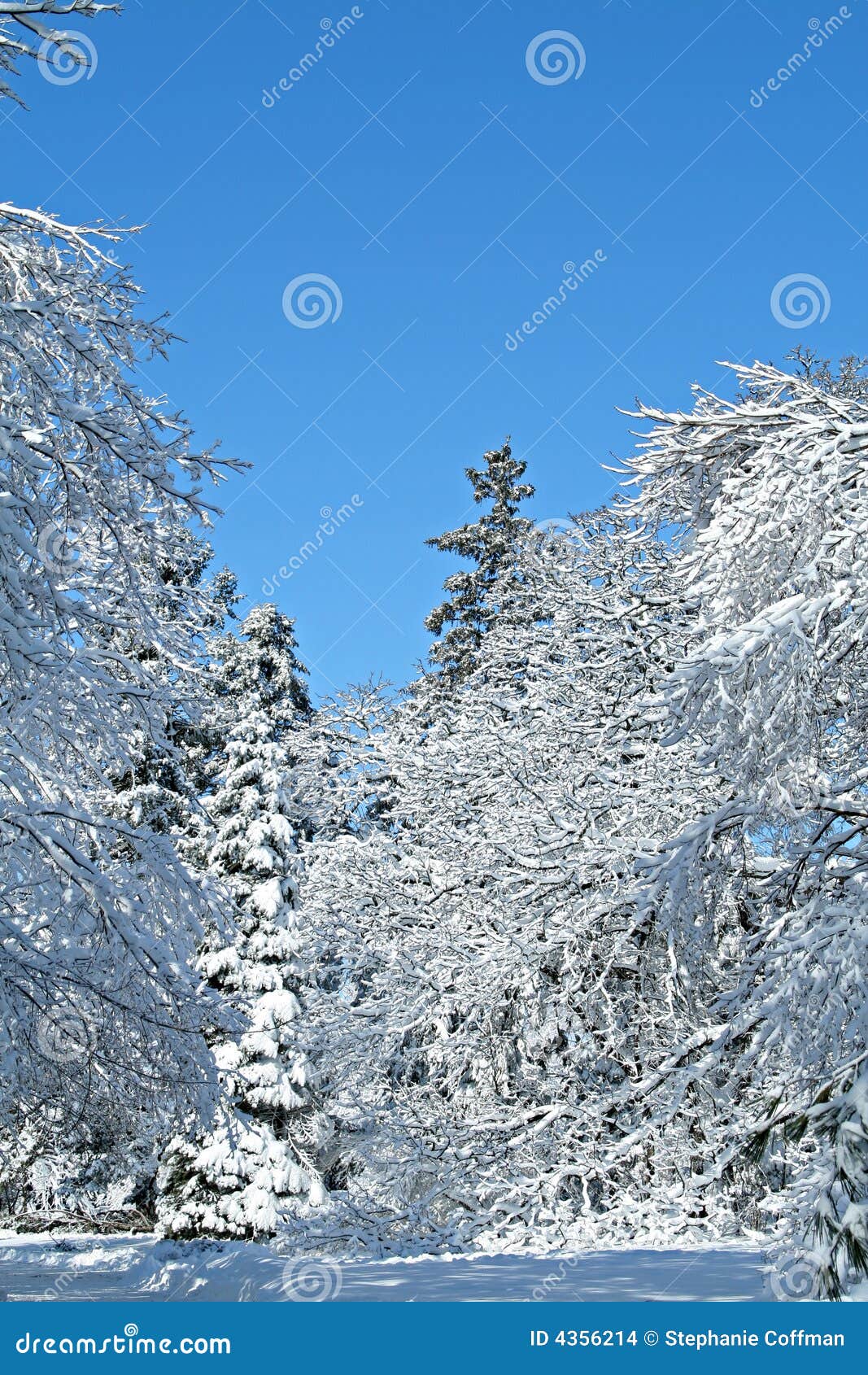 Snowy Scene stock photo. Image of winter, seasonal, snow - 4356214