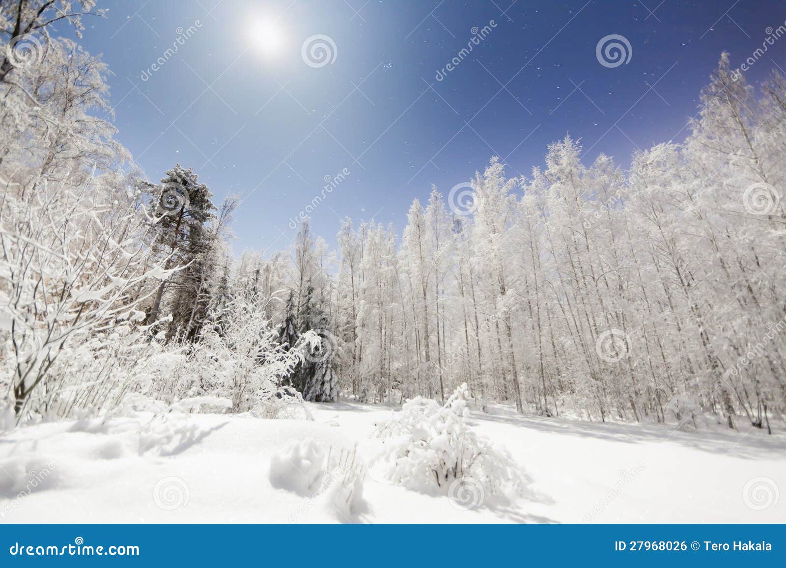 Snowy Scenery in Bright Moonlight Stock Photo - Image of birch ...