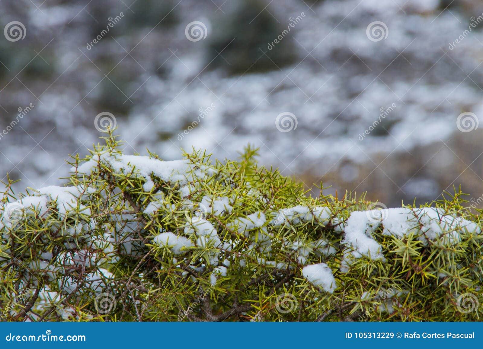 Snowy Shrub Texture Royalty-Free Stock Photography | CartoonDealer.com ...