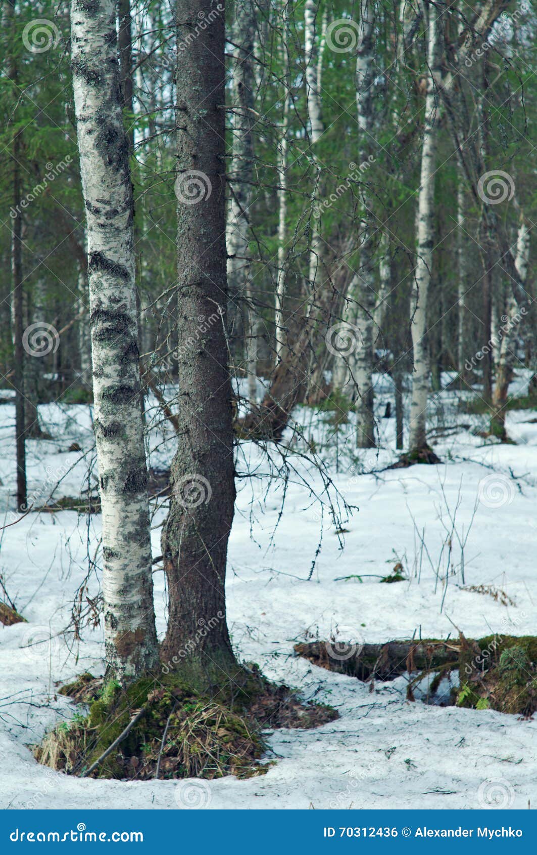 Snowy spring landscape stock photo. Image of flood, nature - 70312436