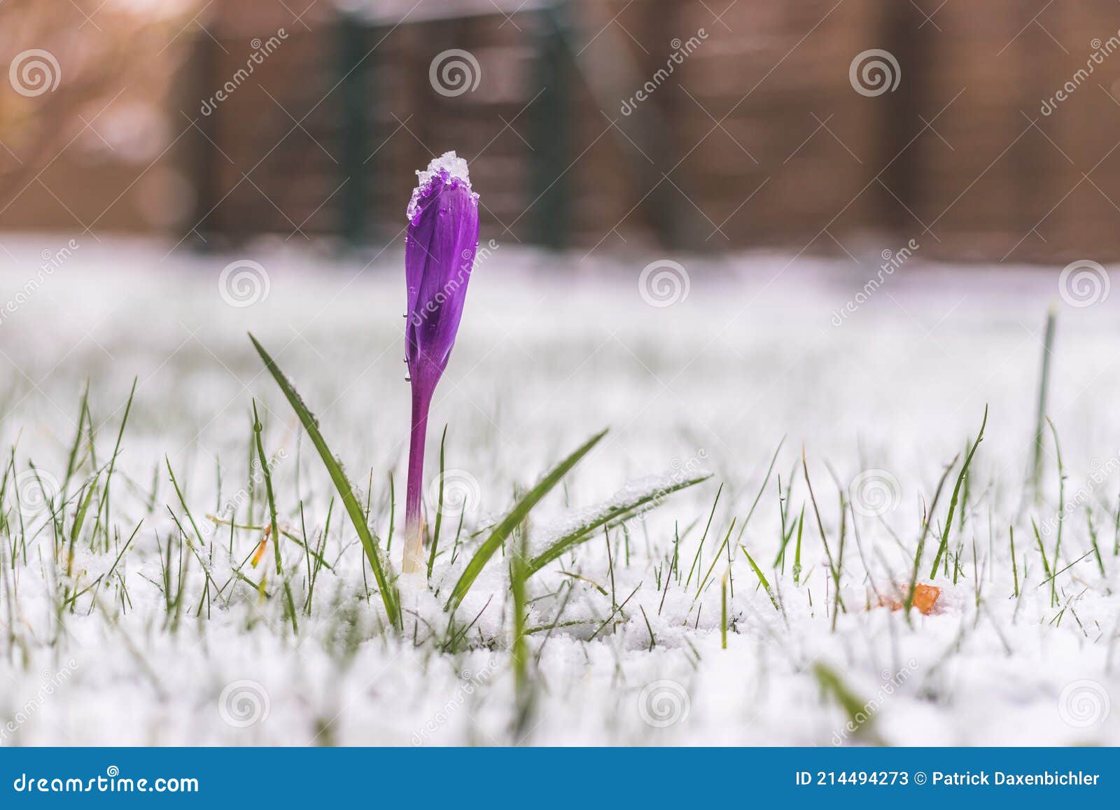 Snowy Springtime in the Front Yard. Crocus Spring Flowers in the Snow ...