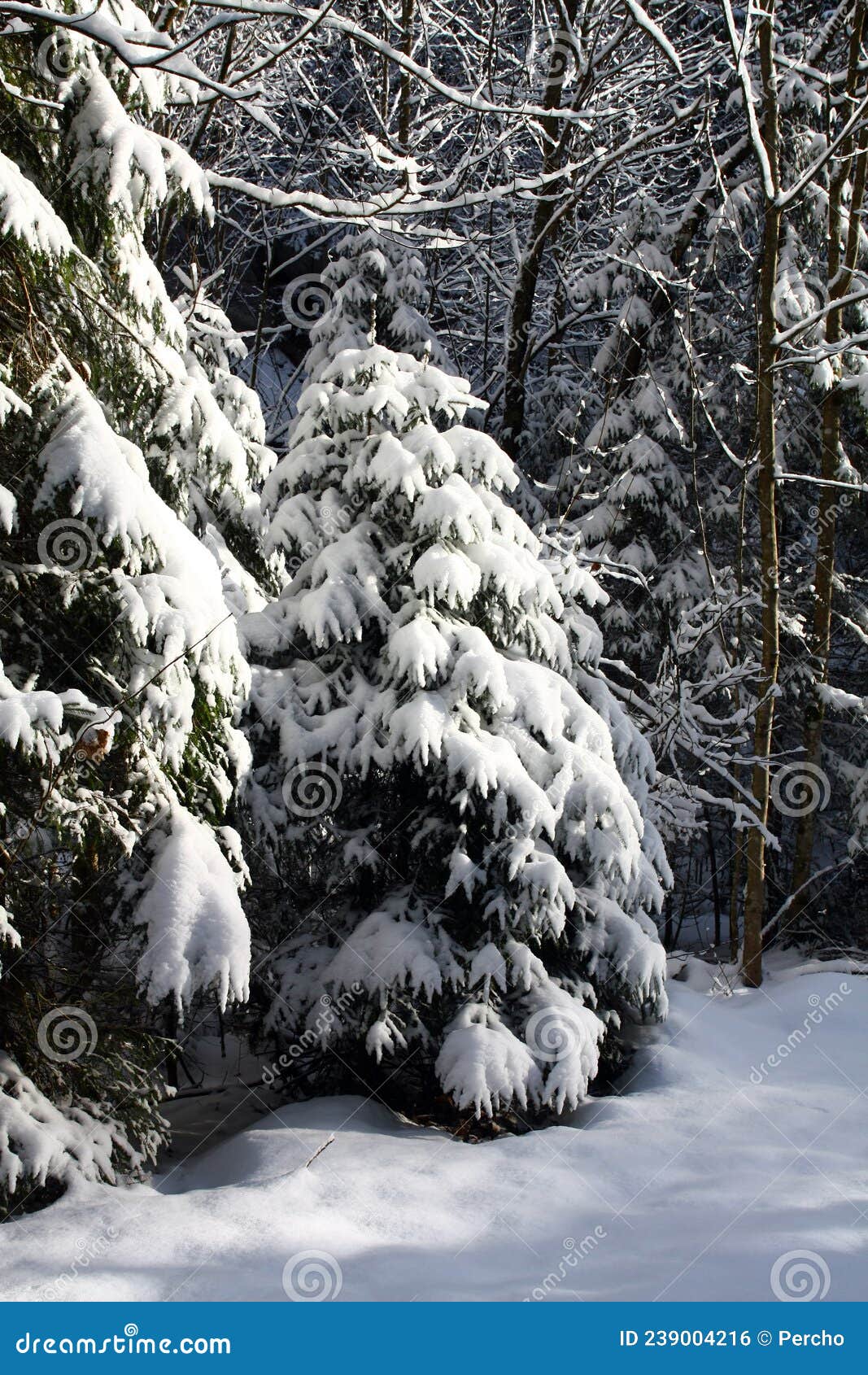Snowy spruce forest stock photo. Image of spruce, branches - 239004216