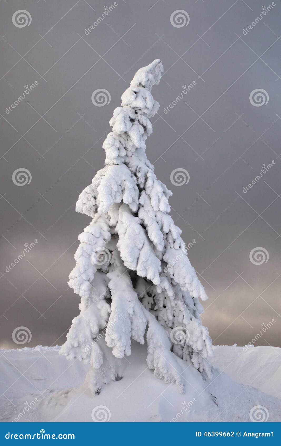 Snowy spruce tree stock photo. Image of mountain, nature - 46399662