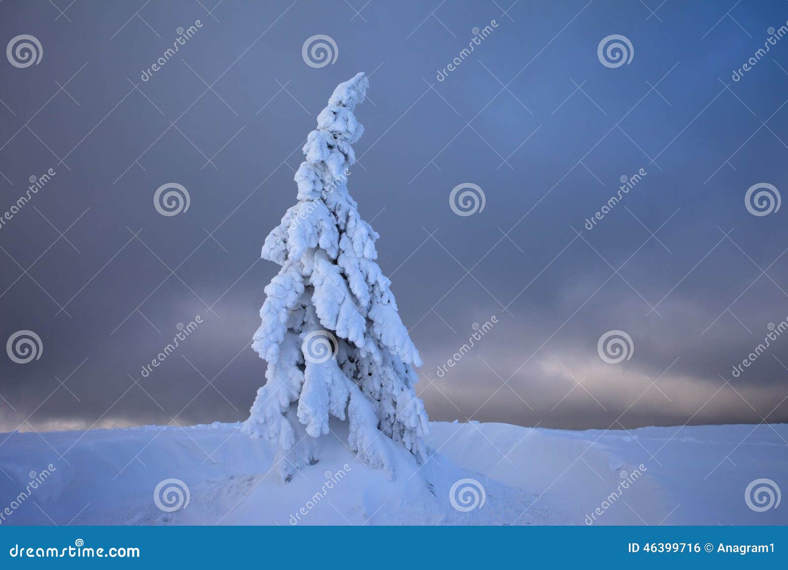 Snowy spruce tree stock photo. Image of season, mountain - 46399716