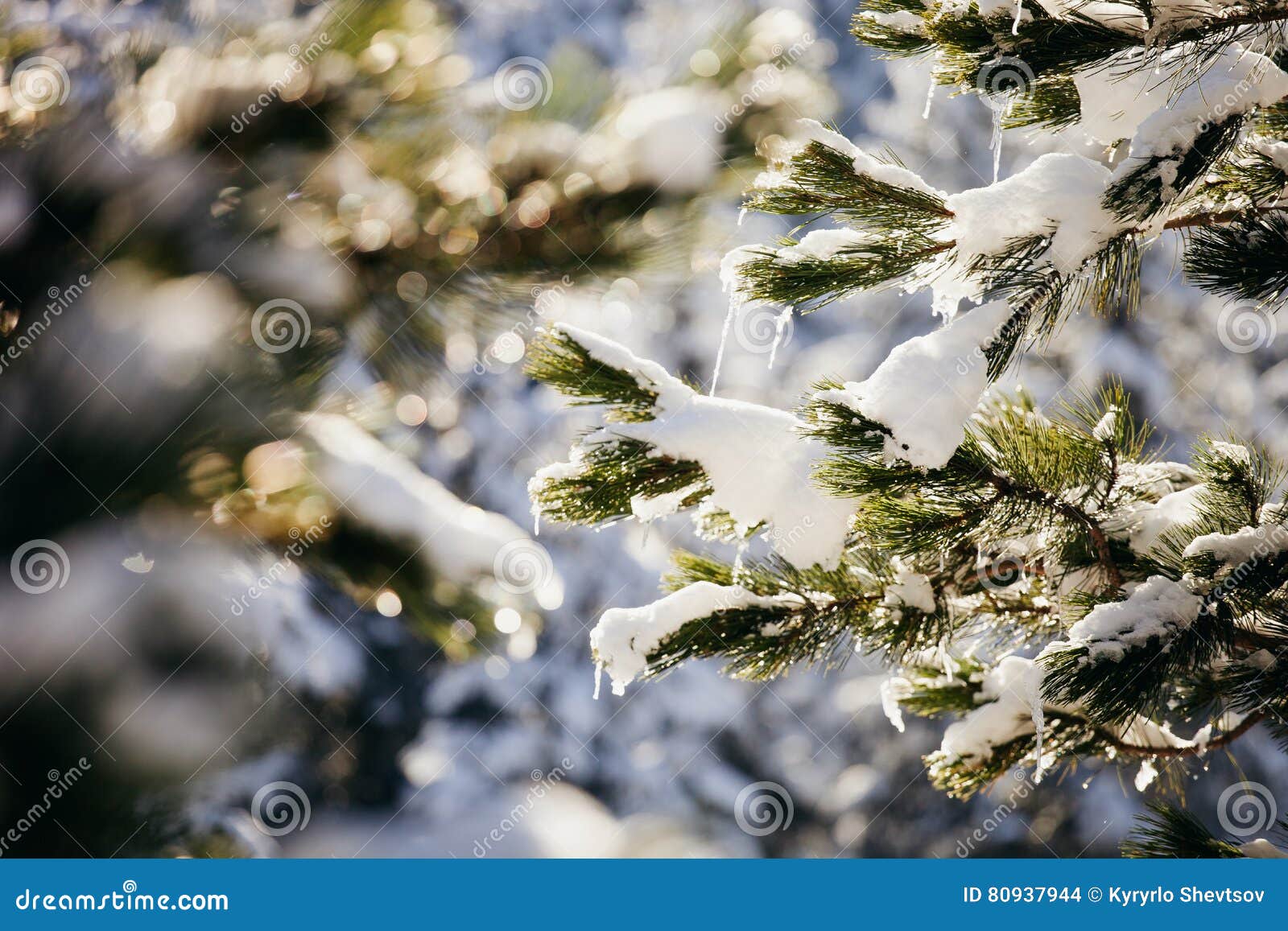 Snowy Spruce Tree with Icicles Stock Photo - Image of landscape ...