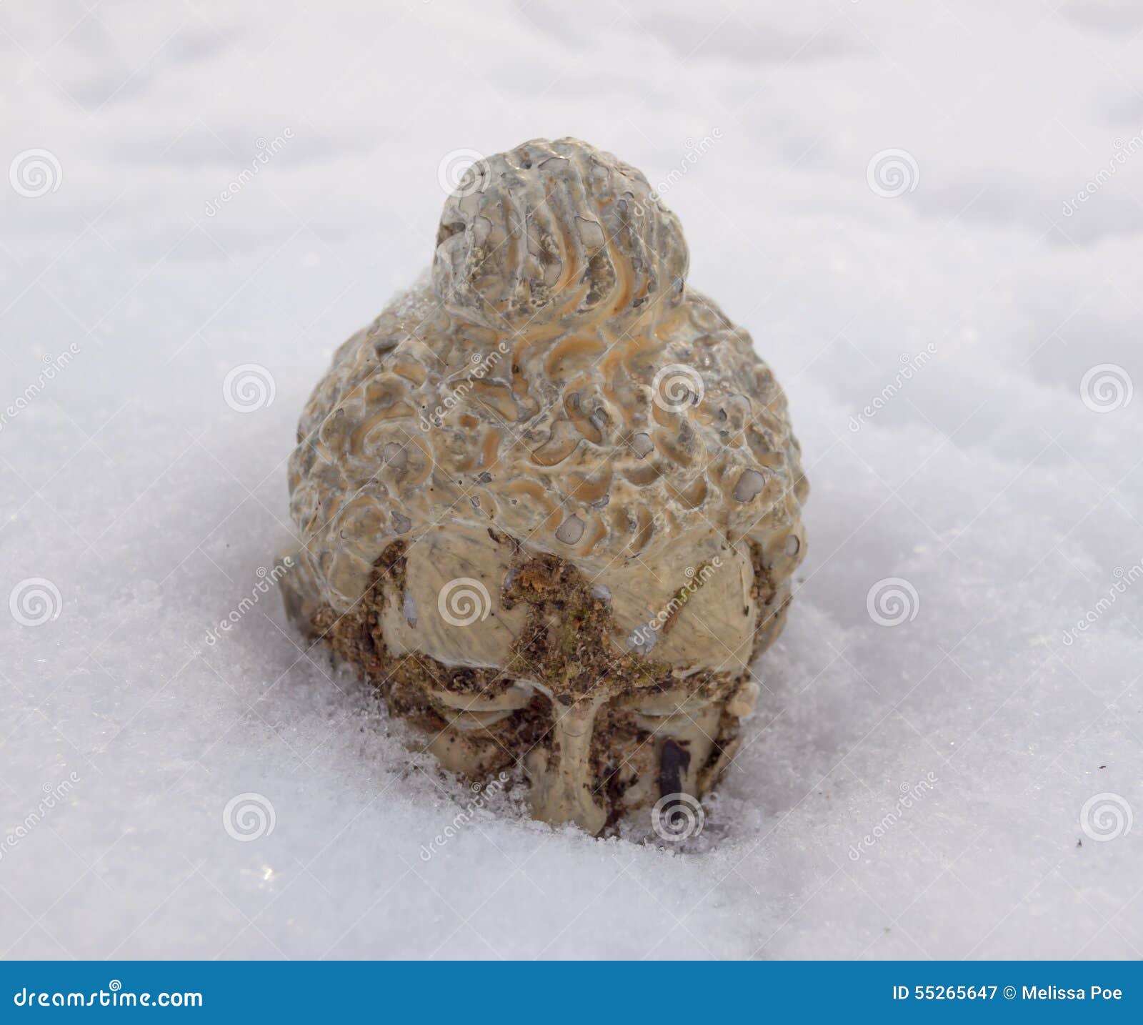 Snowy Statue Head stock image. Image of cold, snow, monument - 55265647