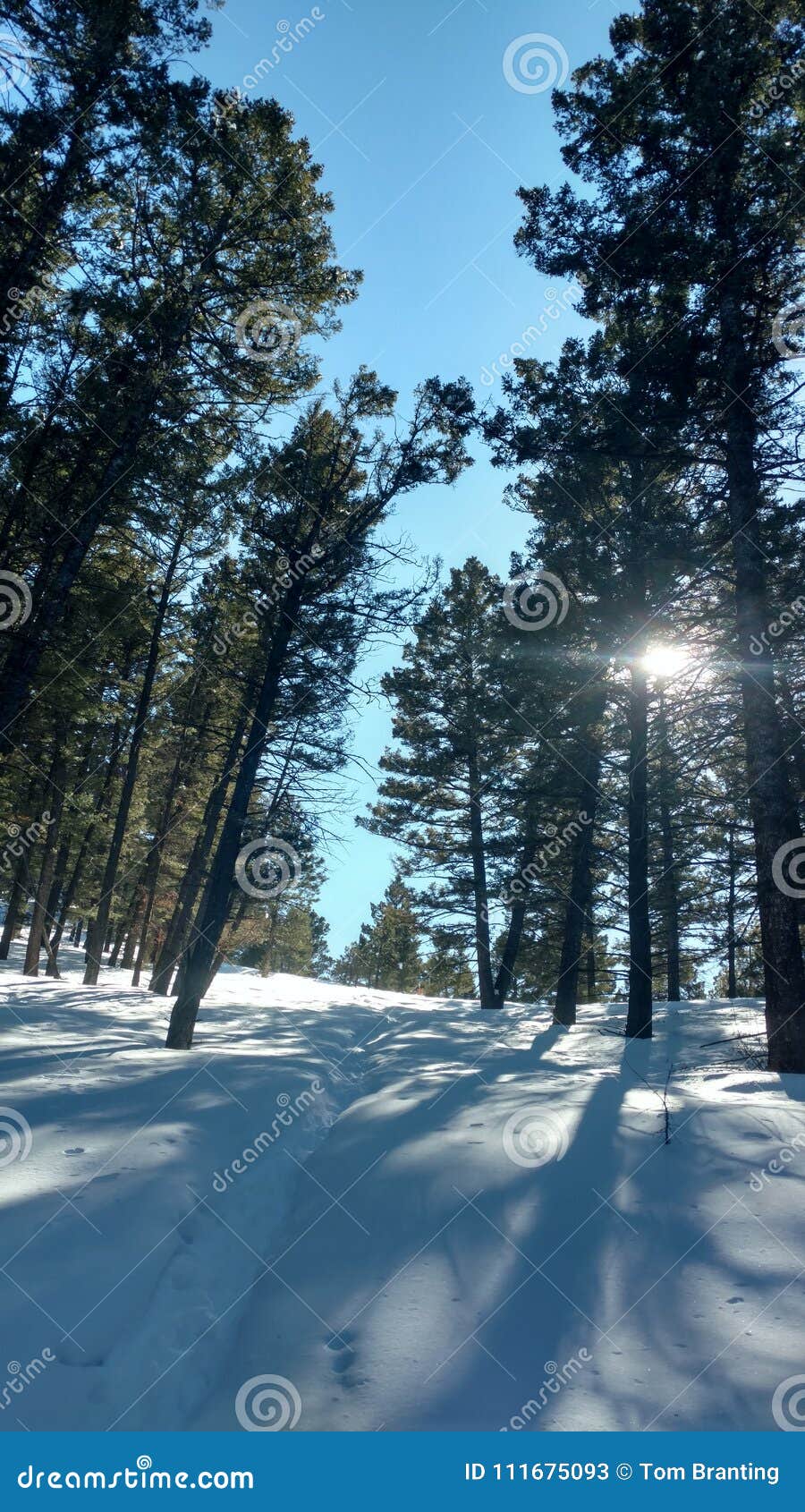 Snowy sun through trees stock image. Image of trail - 111675093