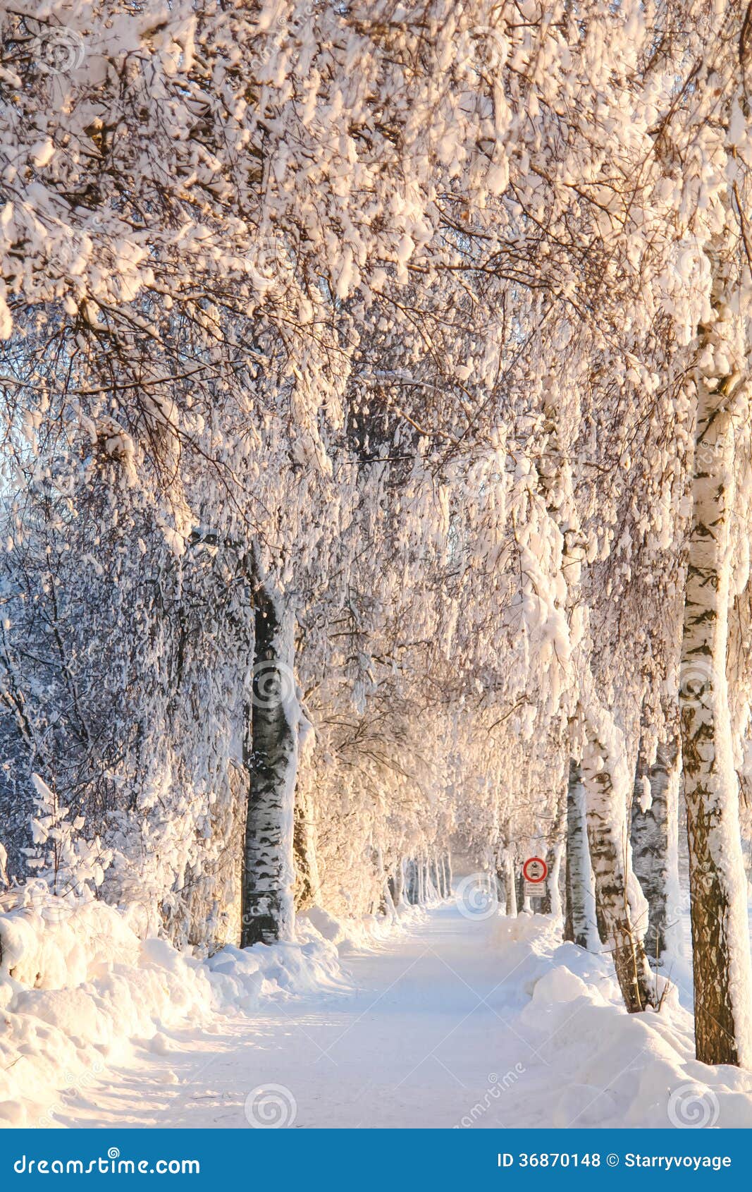 Snowy, Sunny Birch Path II stock photo. Image of forest - 36870148