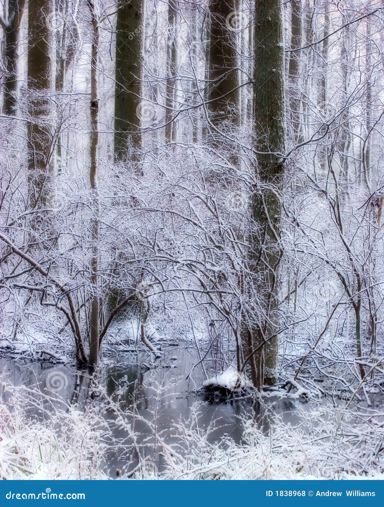 Snowy Swamp Picture. Image: 1838968