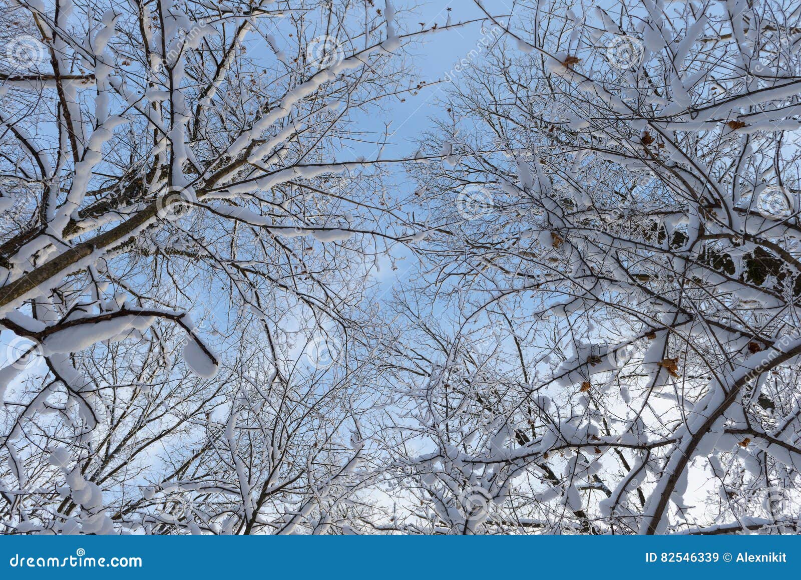 Snowy tops of trees stock image. Image of scene, lighting - 82546339