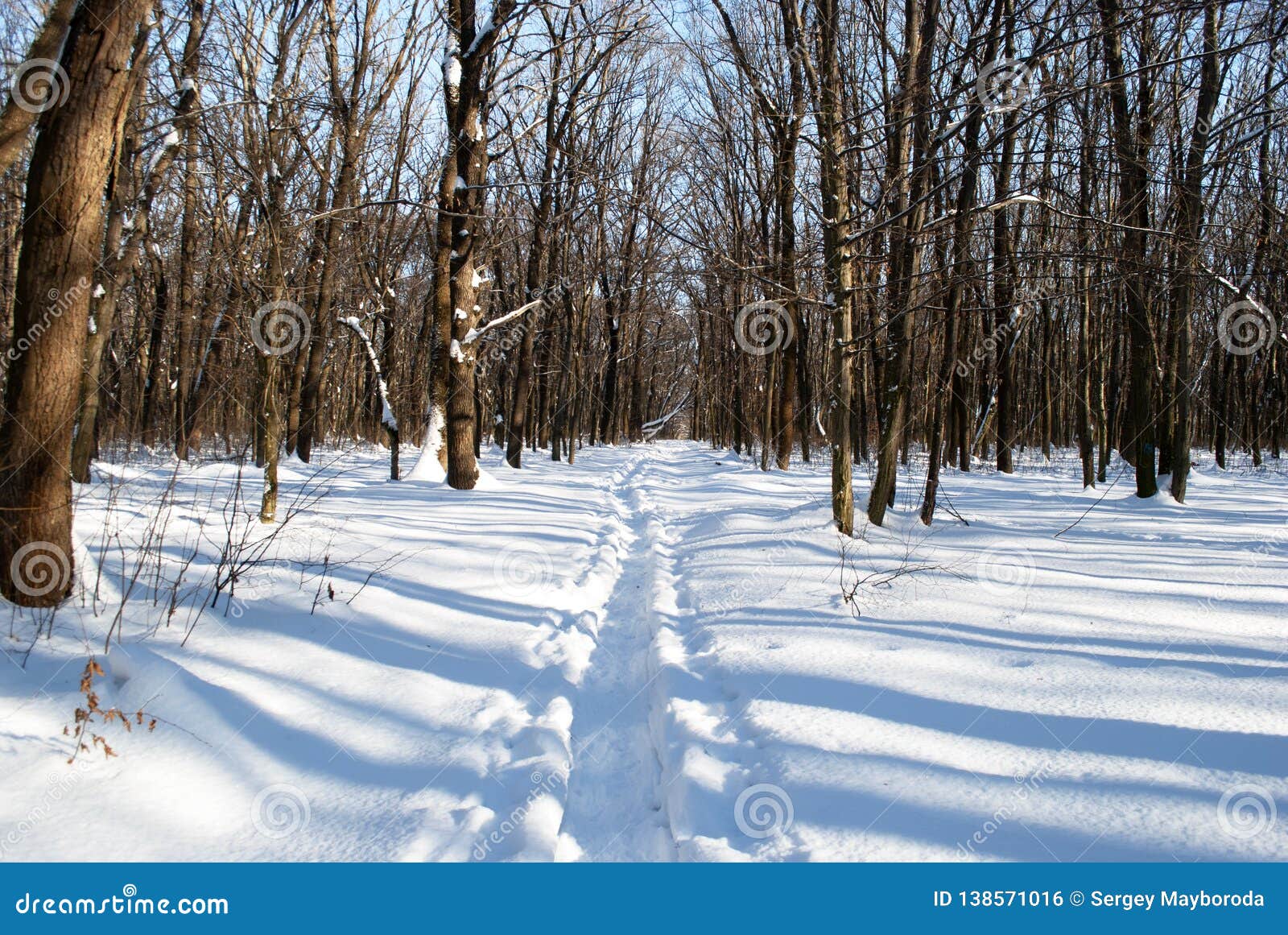 Snowy trail in the forest stock photo. Image of cold - 138571016
