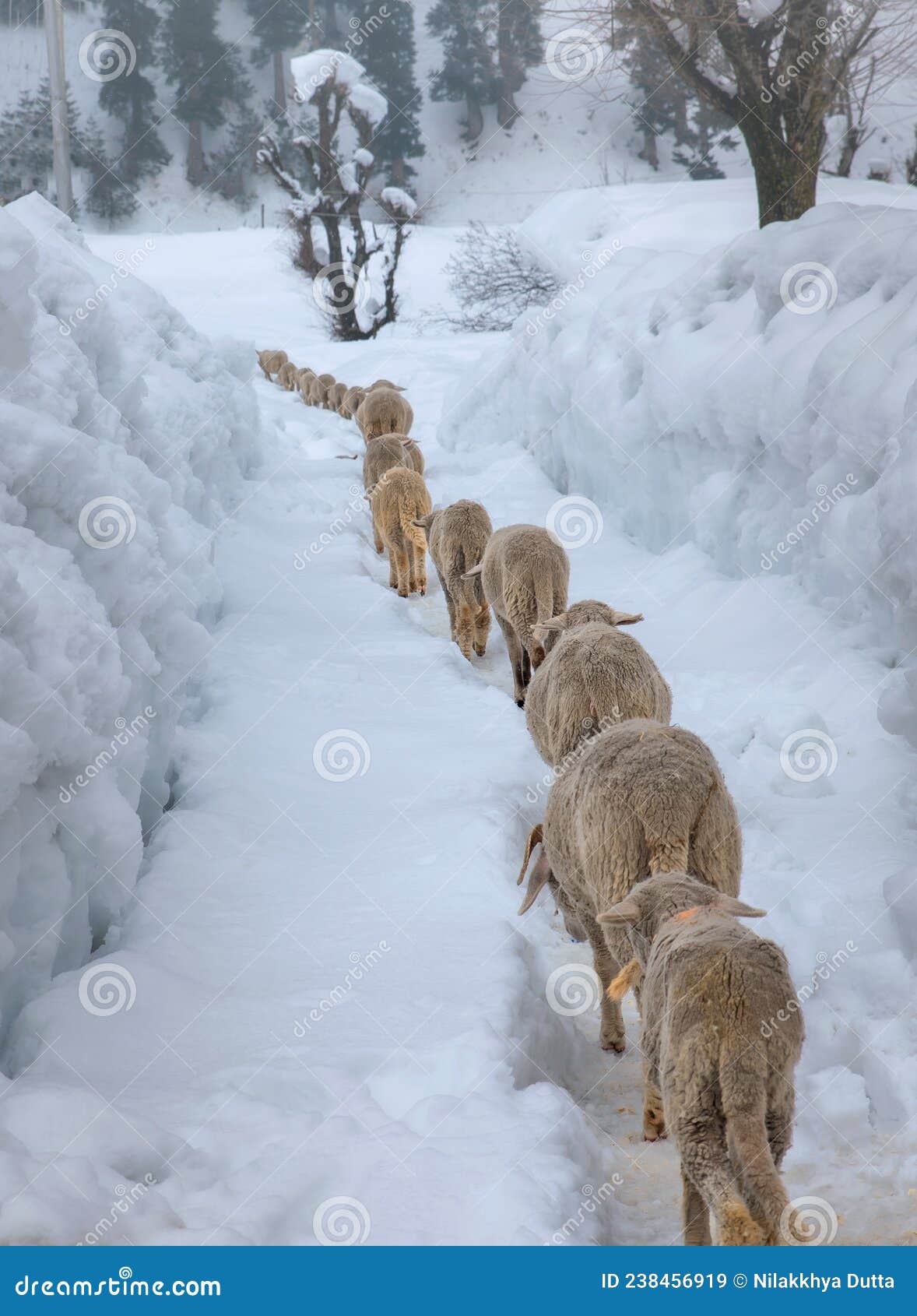 A Snowy Trail of a Herd of Sheep Stock Image - Image of himalayas ...
