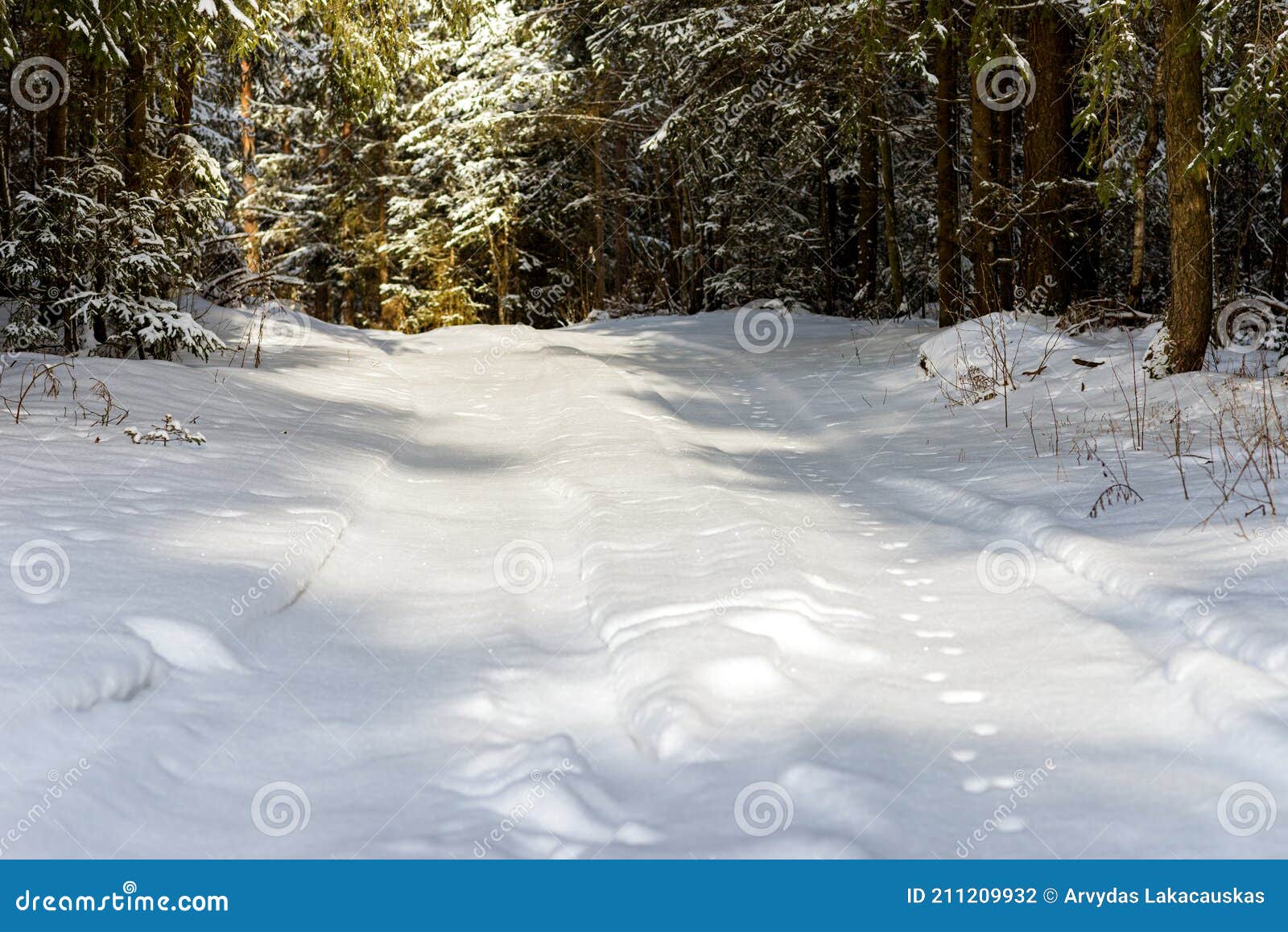 Snowy Trail Path in the Winter Coniferous Forest.Cold Winter Snowy ...