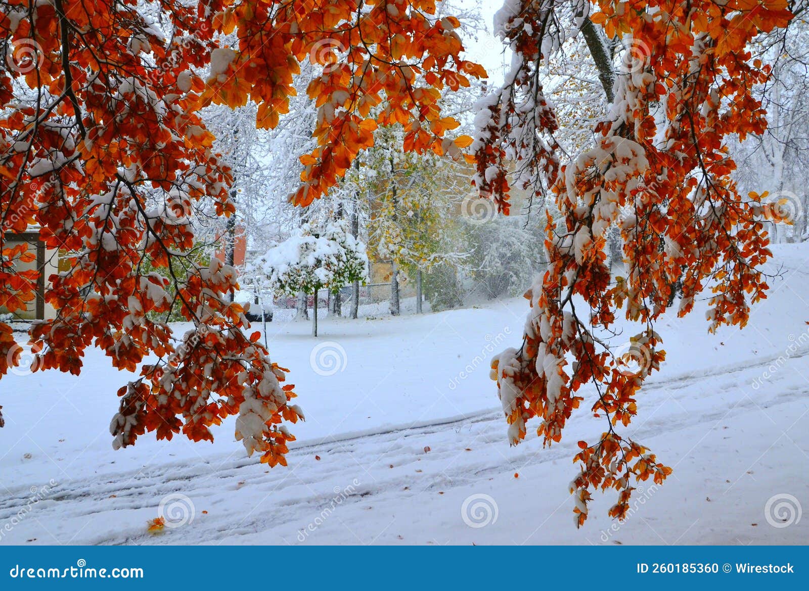 Snowy Trail from the Tree Branches with Orange Leaves Stock Photo ...