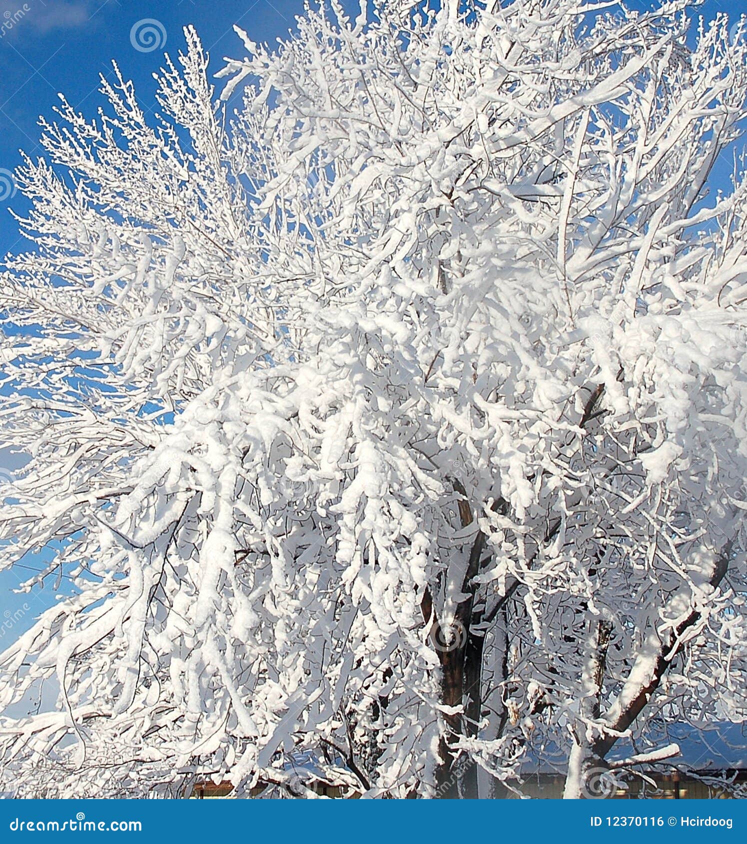 Snowy tree stock photo. Image of december, season, chilly - 12370116