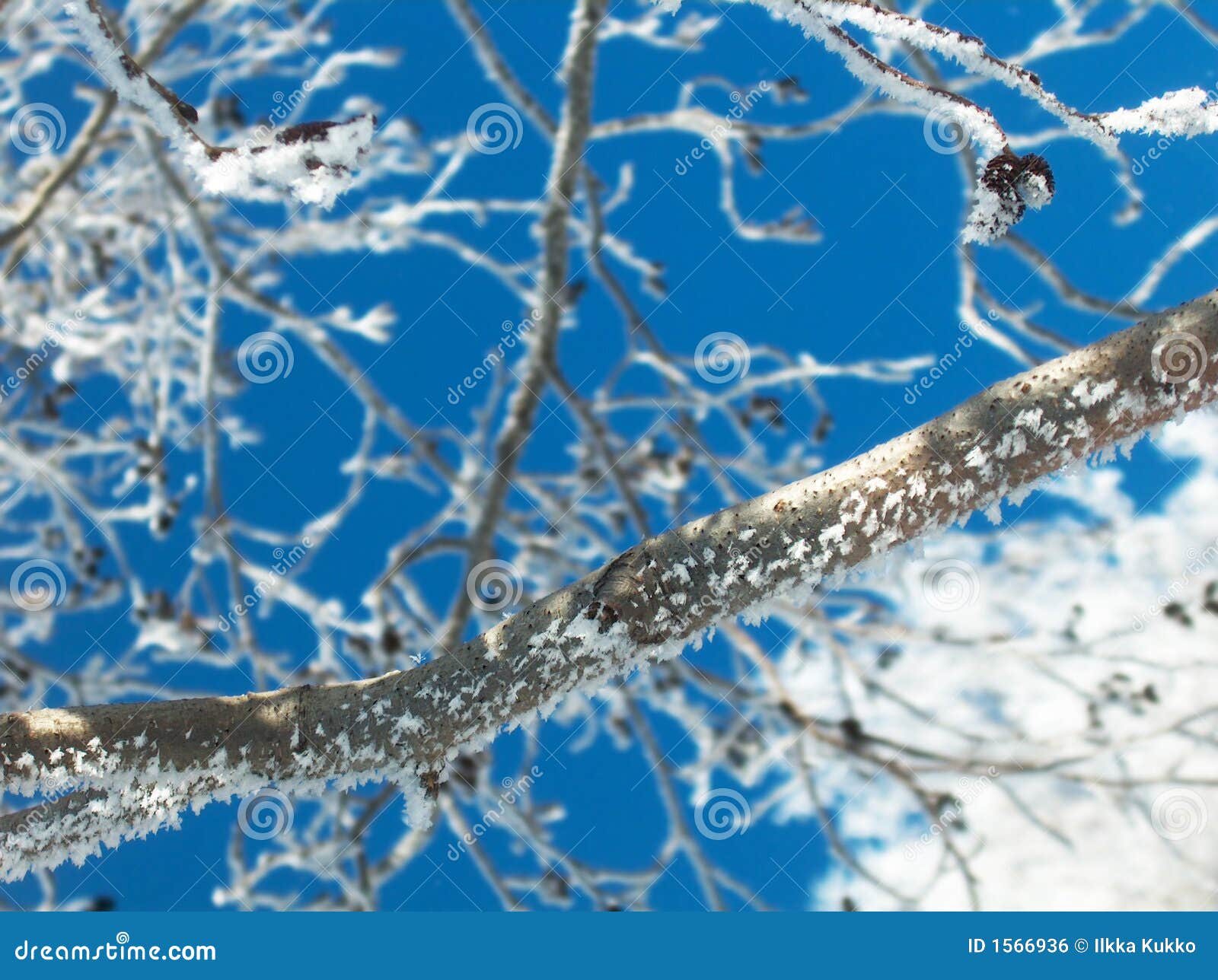 Snowy tree stock photo. Image of branch, blue, frosty - 1566936