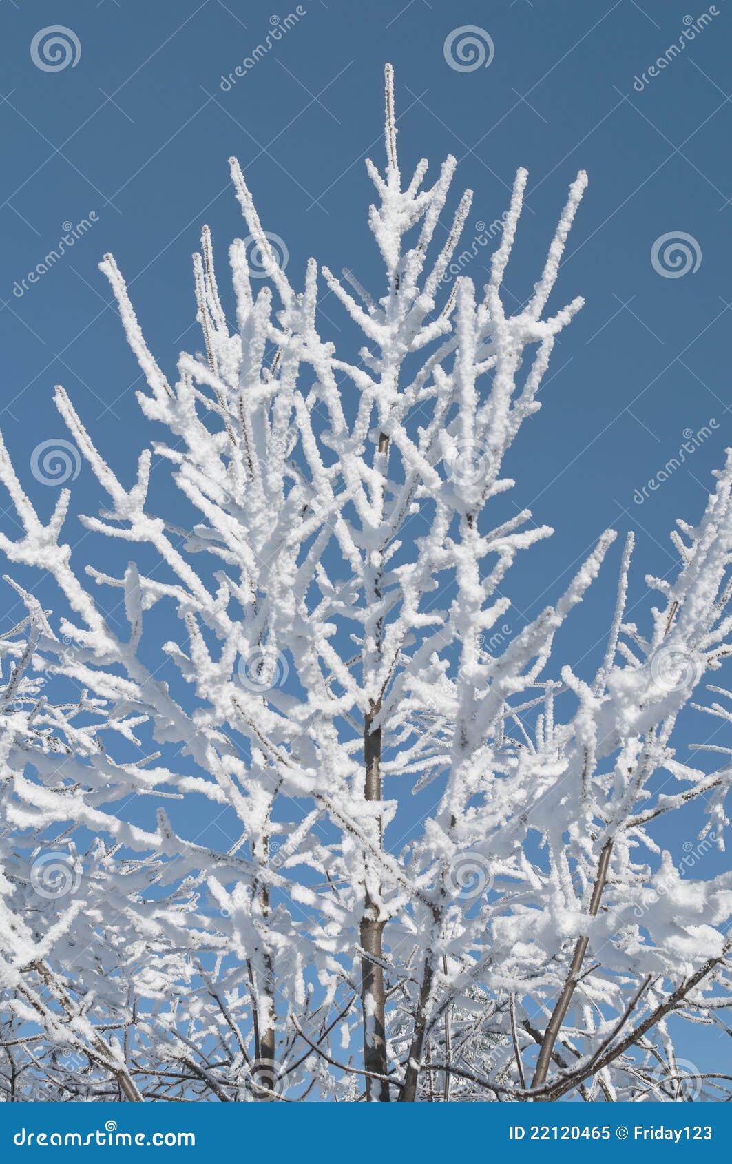 Snowy tree stock image. Image of scene, january, season - 22120465