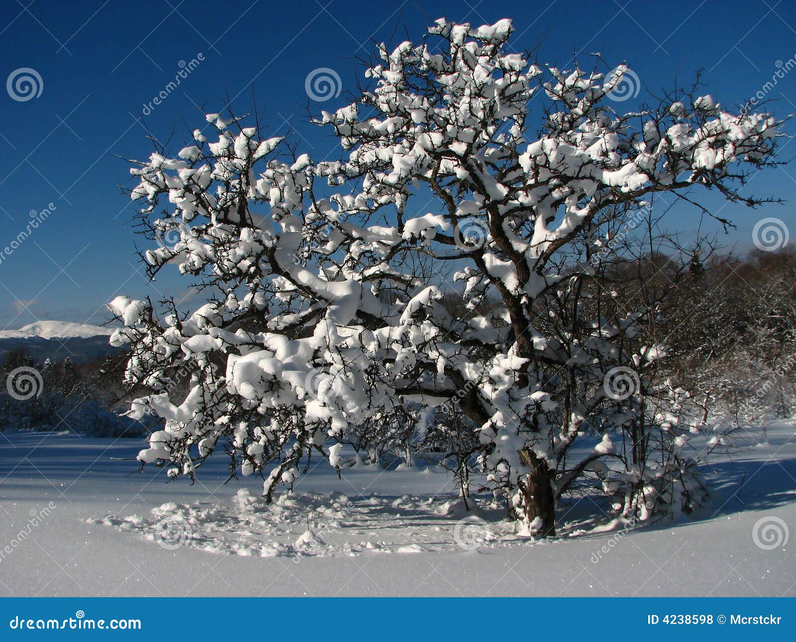 A Snowy Tree stock photo. Image of winter, branches, tree - 4238598