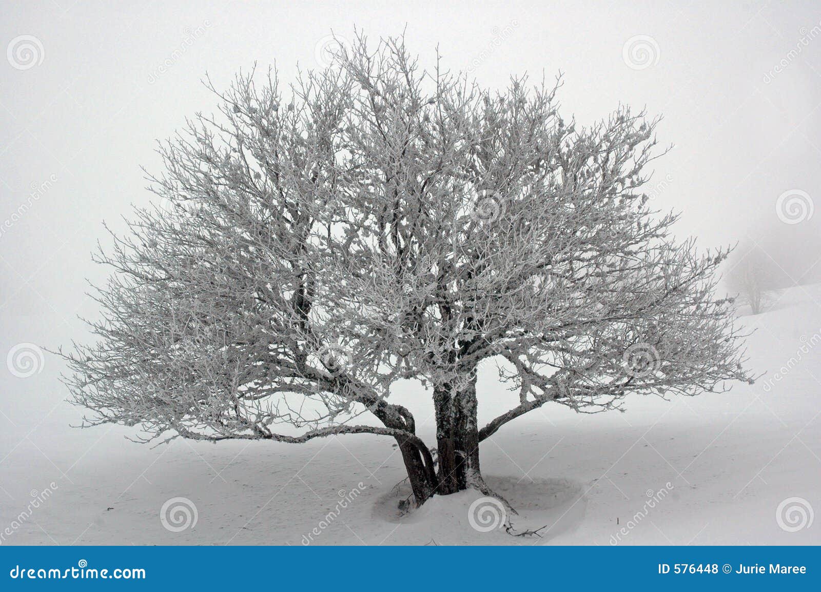 Snowy tree. stock photo. Image of tree, abstract, cold - 576448