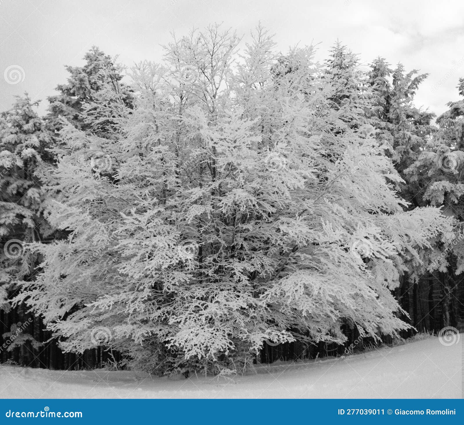 Snowy Tree in the Apennines Stock Image - Image of snow, apennines ...