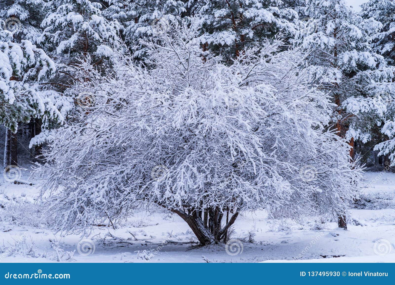 Beautiful Scene of a Snow Covered Tree in a Forest Stock Photo - Image ...