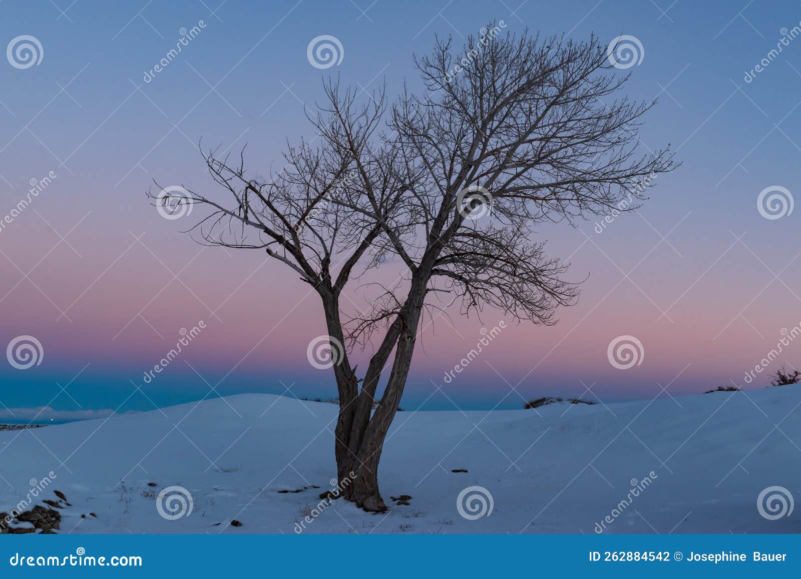 Snowy Tree at Blue Hour stock photo. Image of nature - 262884542