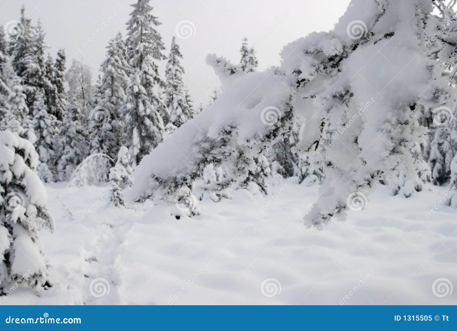 Snowy tree branch stock image. Image of spruce, cool, snow - 1315505