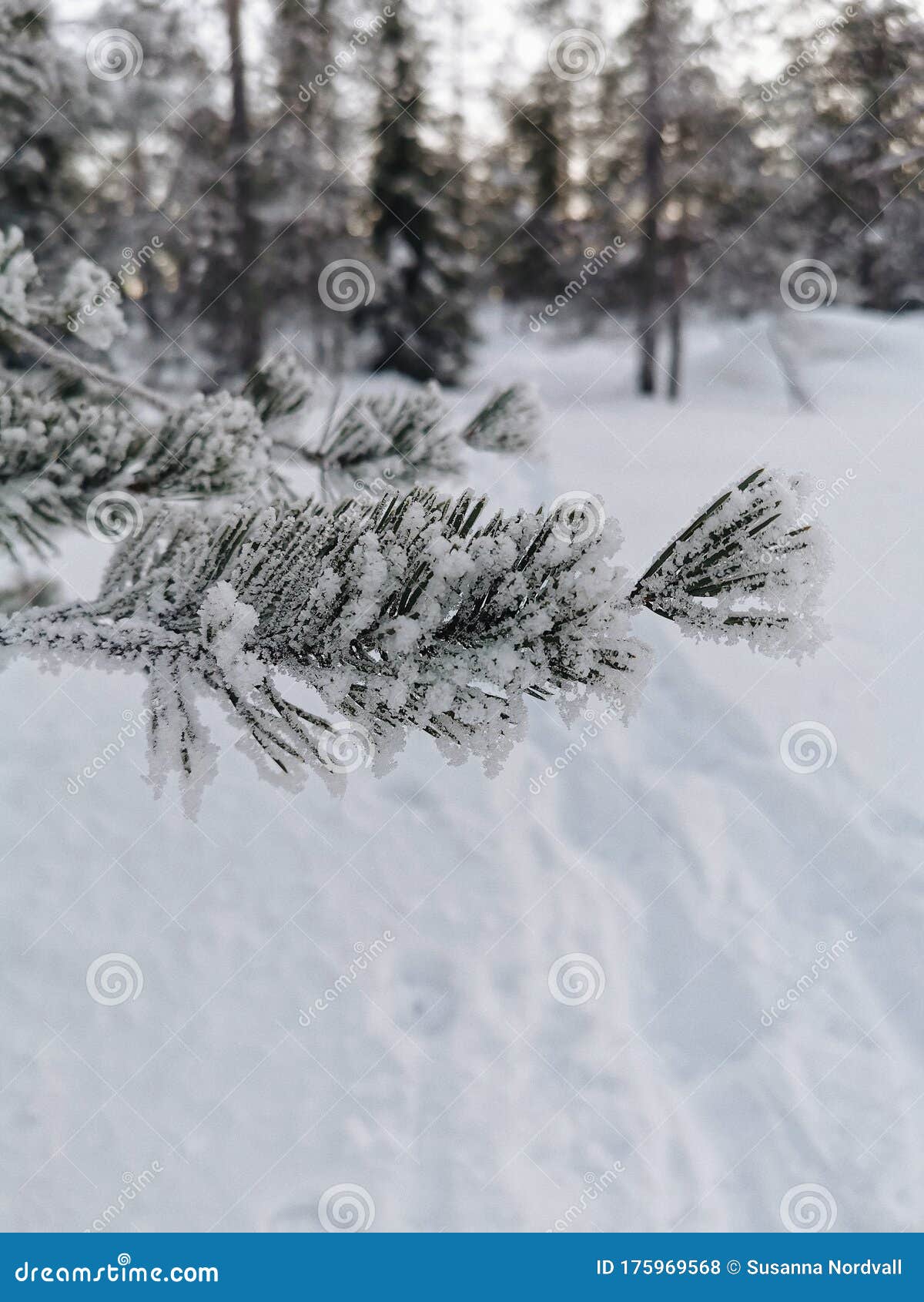 Snowy tree branch stock photo. Image of winter, finland - 175969568
