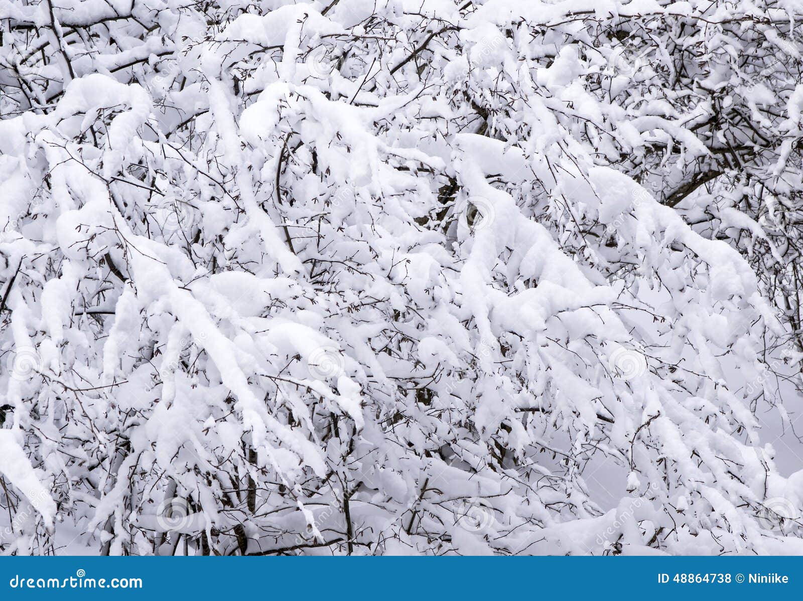 Snowy tree branch stock photo. Image of front, close - 48864738