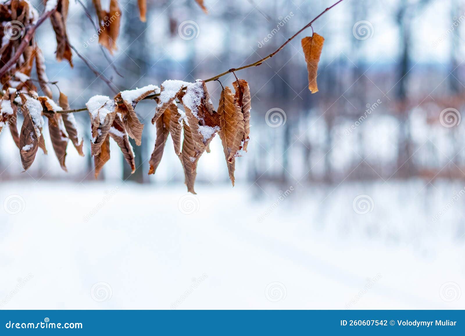 A Snowy Tree Branch with Dry Leaves in the Forest on a Blurred ...