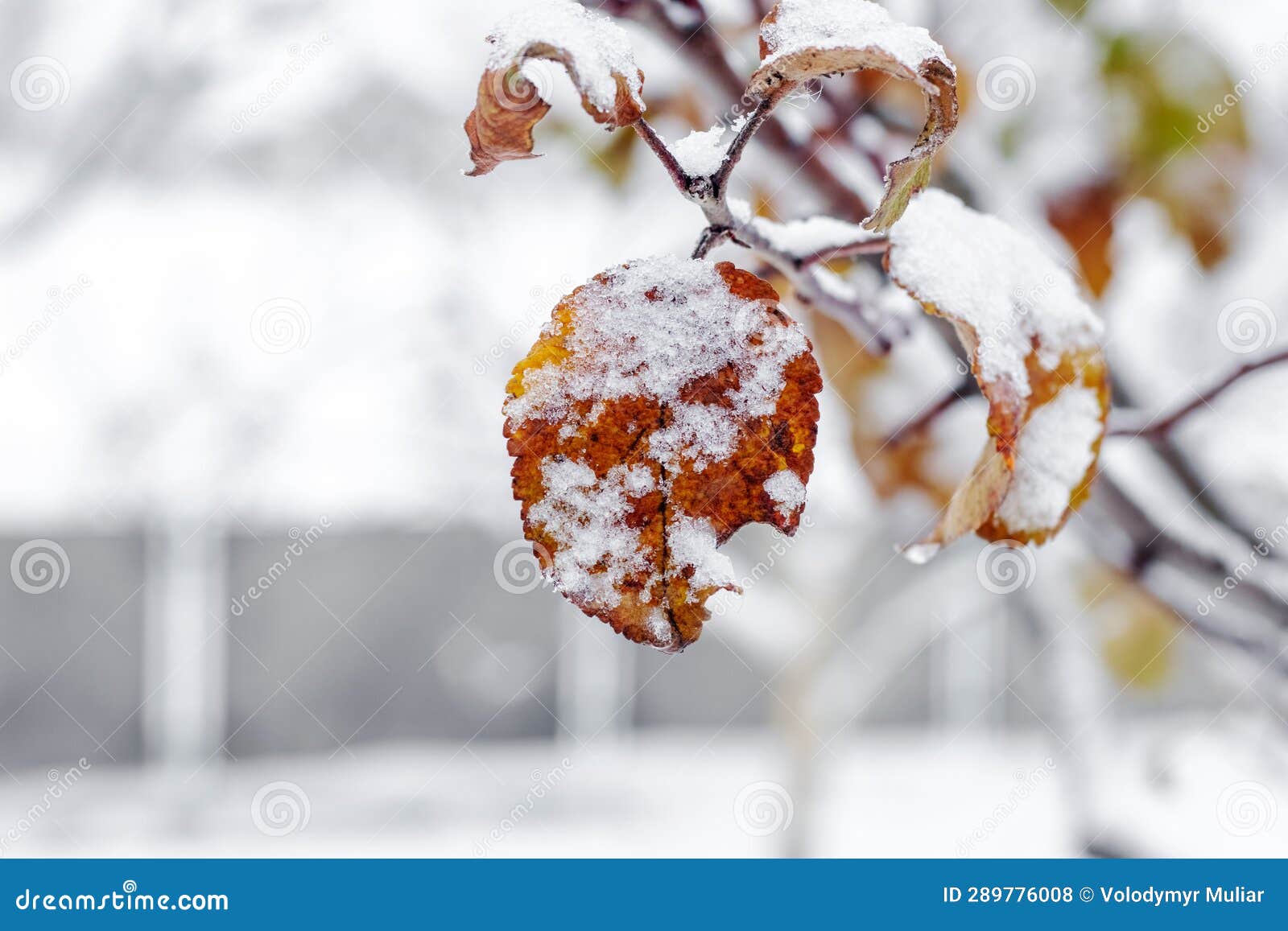 Snowy Tree Branch in the Garden with Blurred Background Stock Photo ...