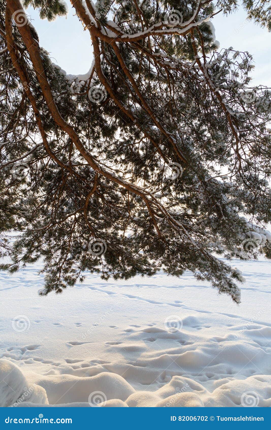 Snowy Tree Branches Above Snowy Ground Stock Photo - Image of branch ...