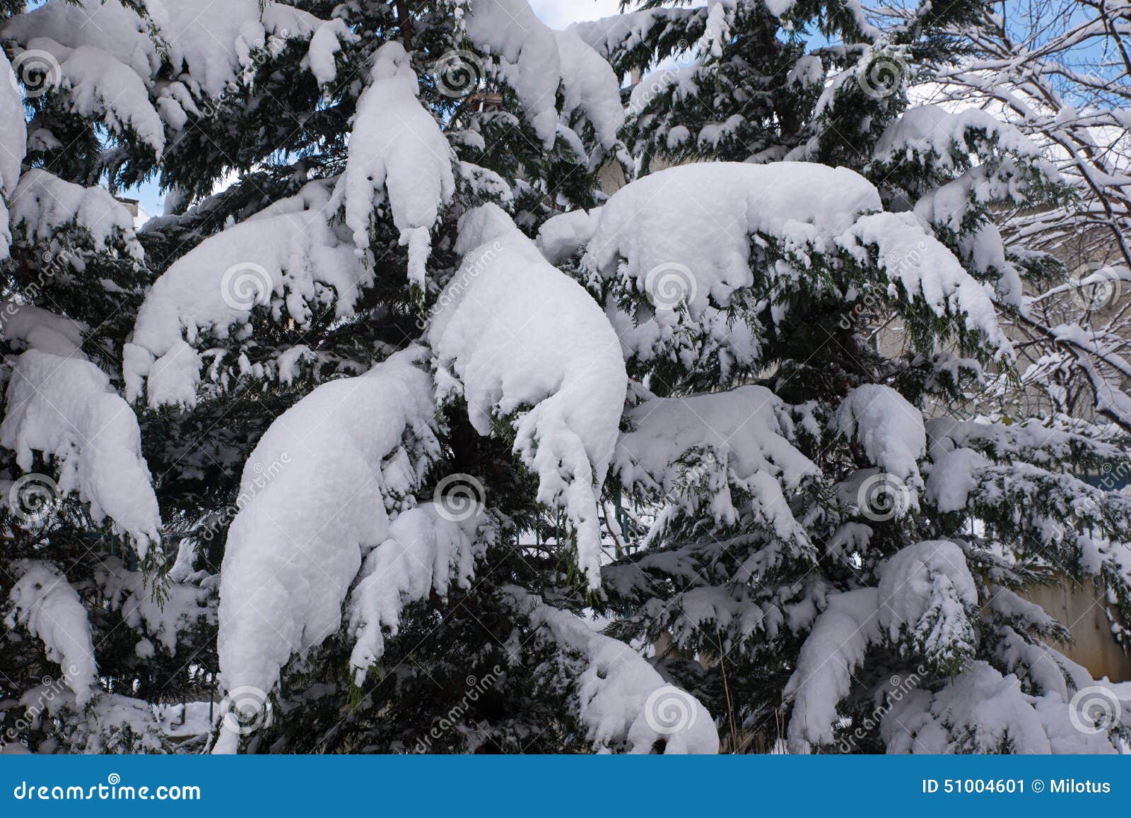 Snowy Tree Branches stock image. Image of green, christmas - 51004601