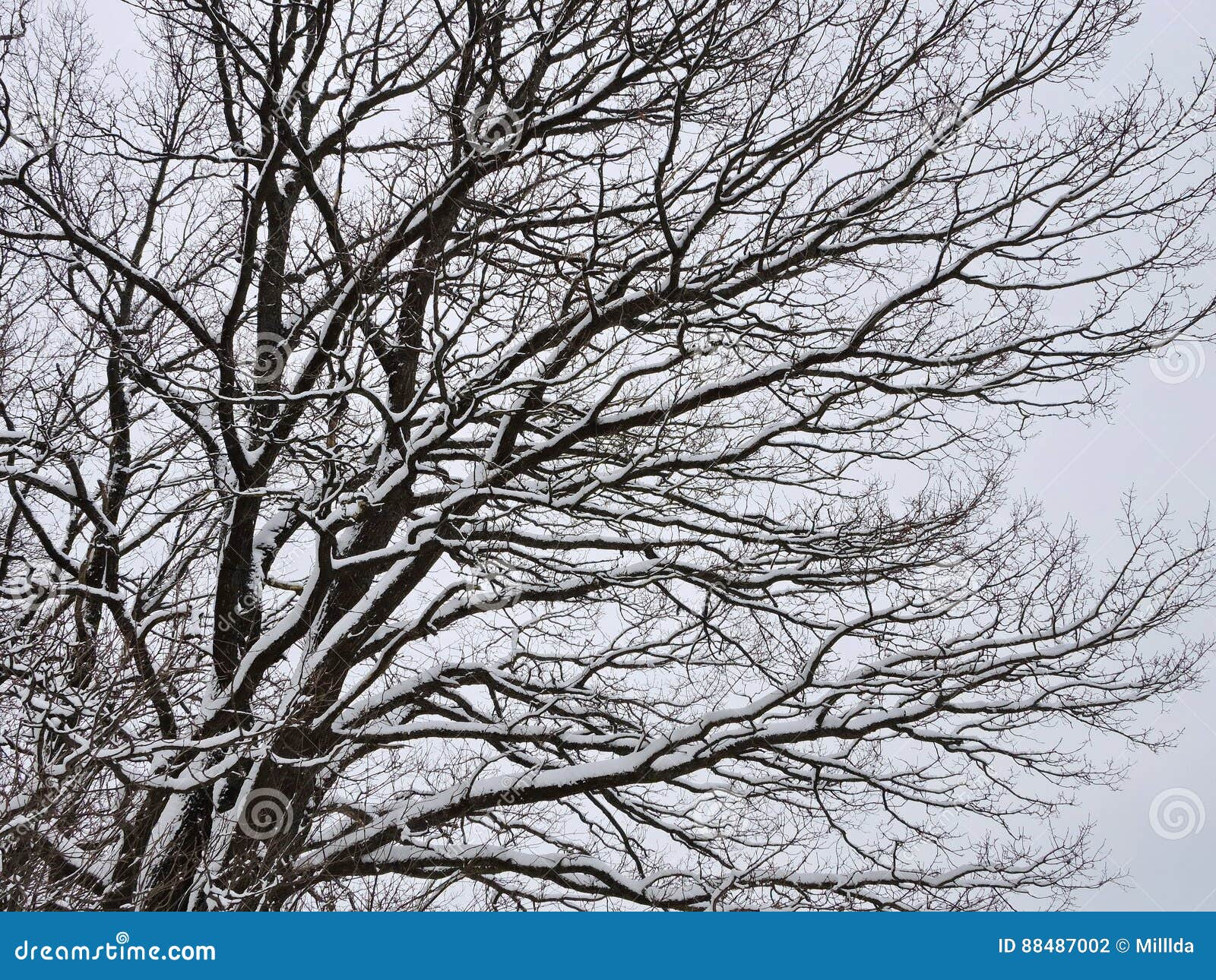 Snowy Tree Branches , Lithuania Stock Photo - Image of texture ...