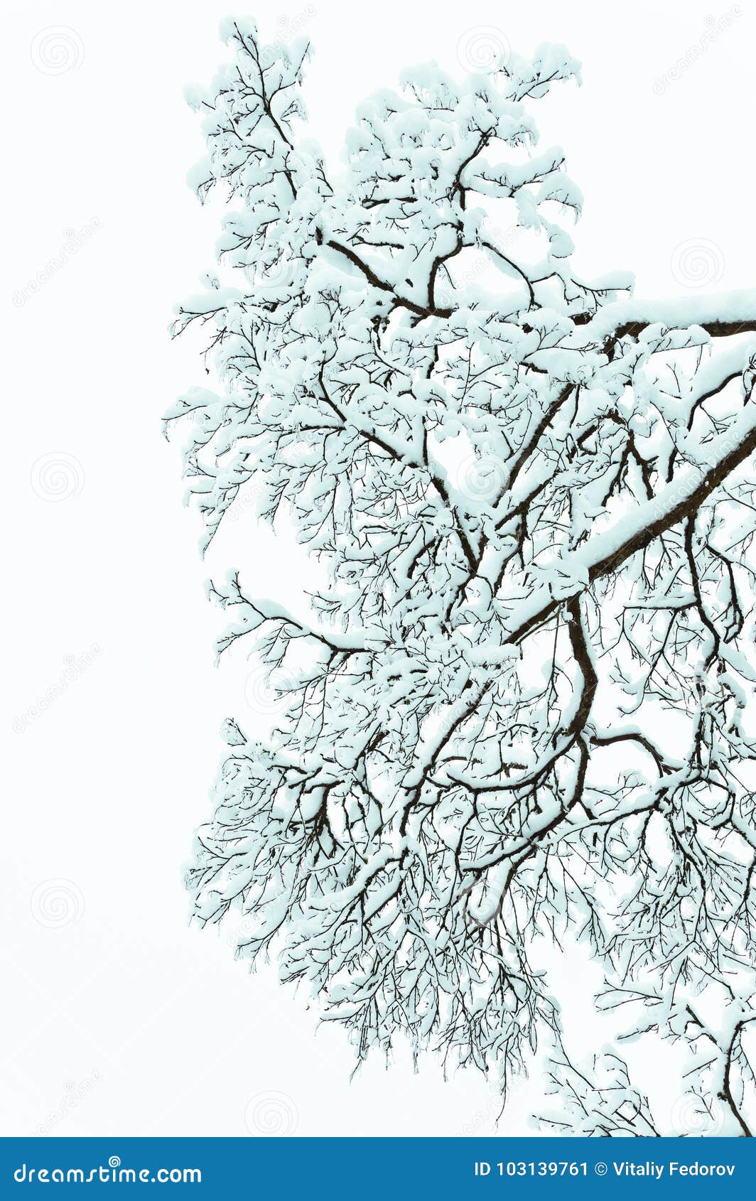 Snowy tree branches stock image. Image of hugging, sitting - 103139761