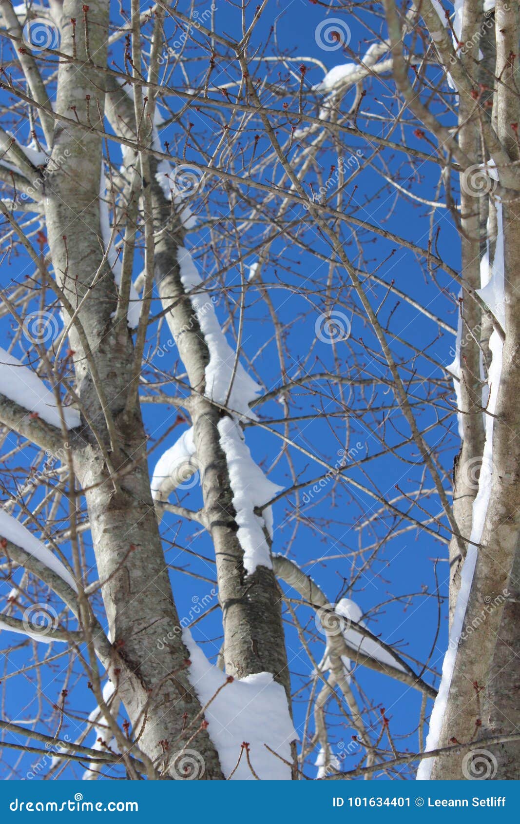 Snowy Tree Branches stock image. Image of season, trees - 101634401